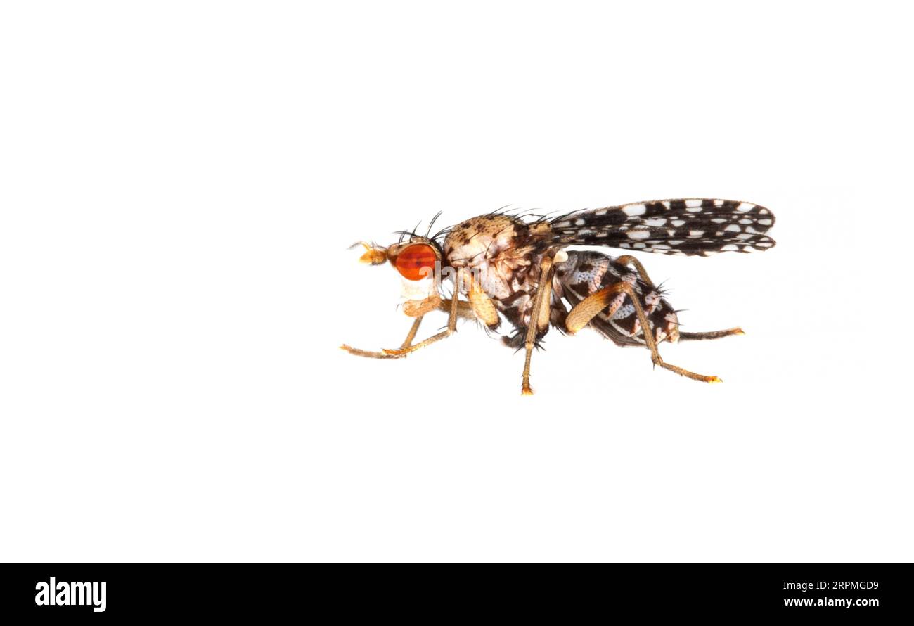 Horn netherlands Cut Out Stock Images & Pictures - Alamy