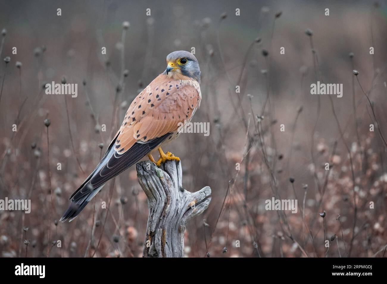 European Kestrel, Eurasian Kestrel, Old World Kestrel, Common Kestrel ...