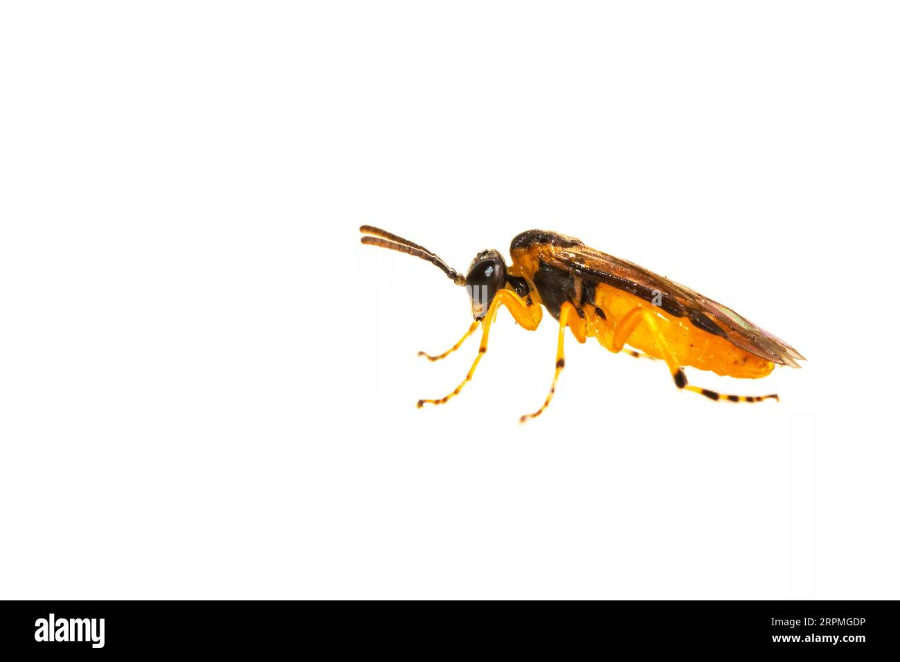 Side view lateral wildlife wild animal wild animals fauna fauna Cut Out Stock Images & Pictures ...