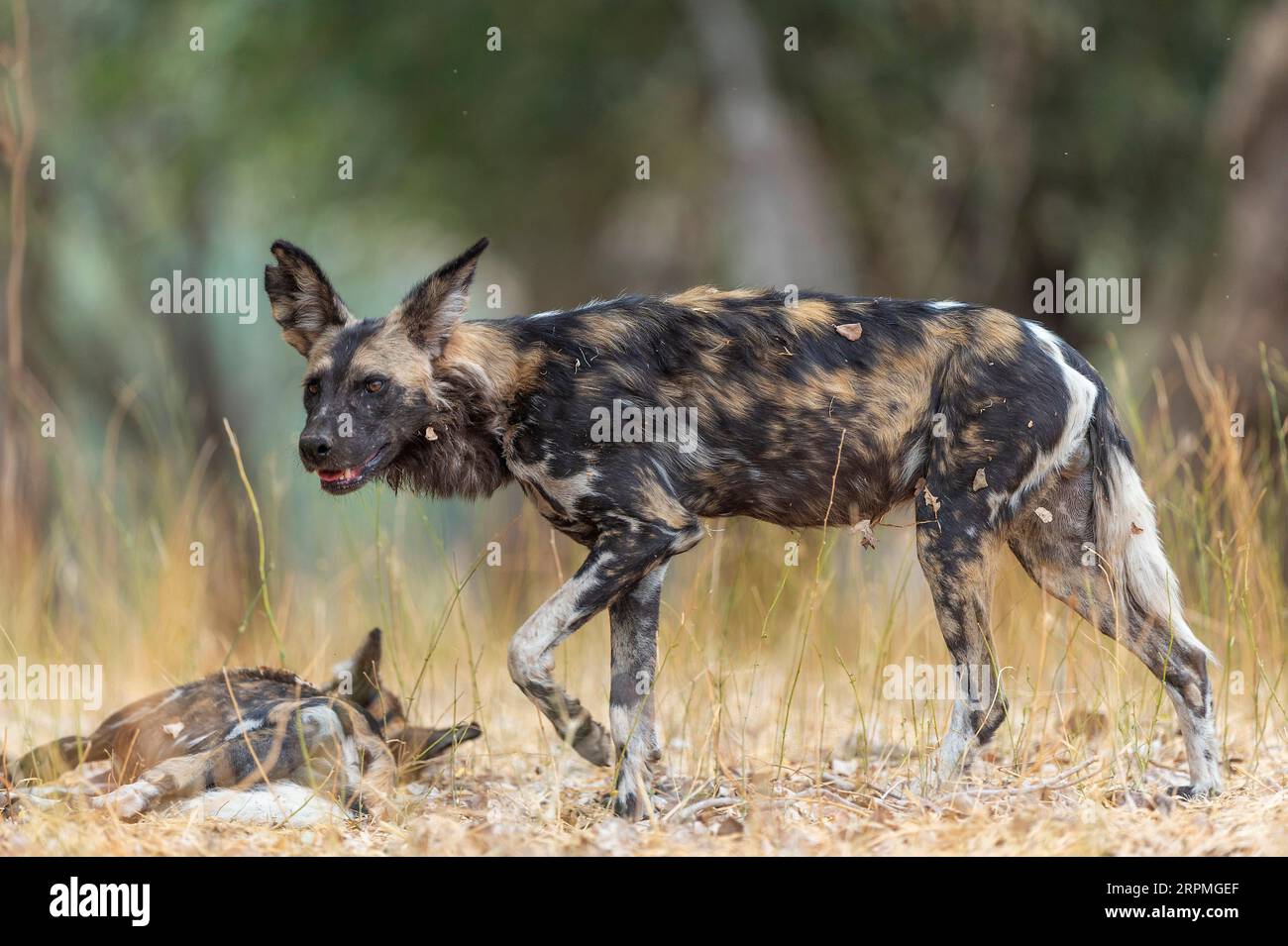 African wild dogs, Lycaon pictus, are seen in Zimbabwe's Mana Pools ...