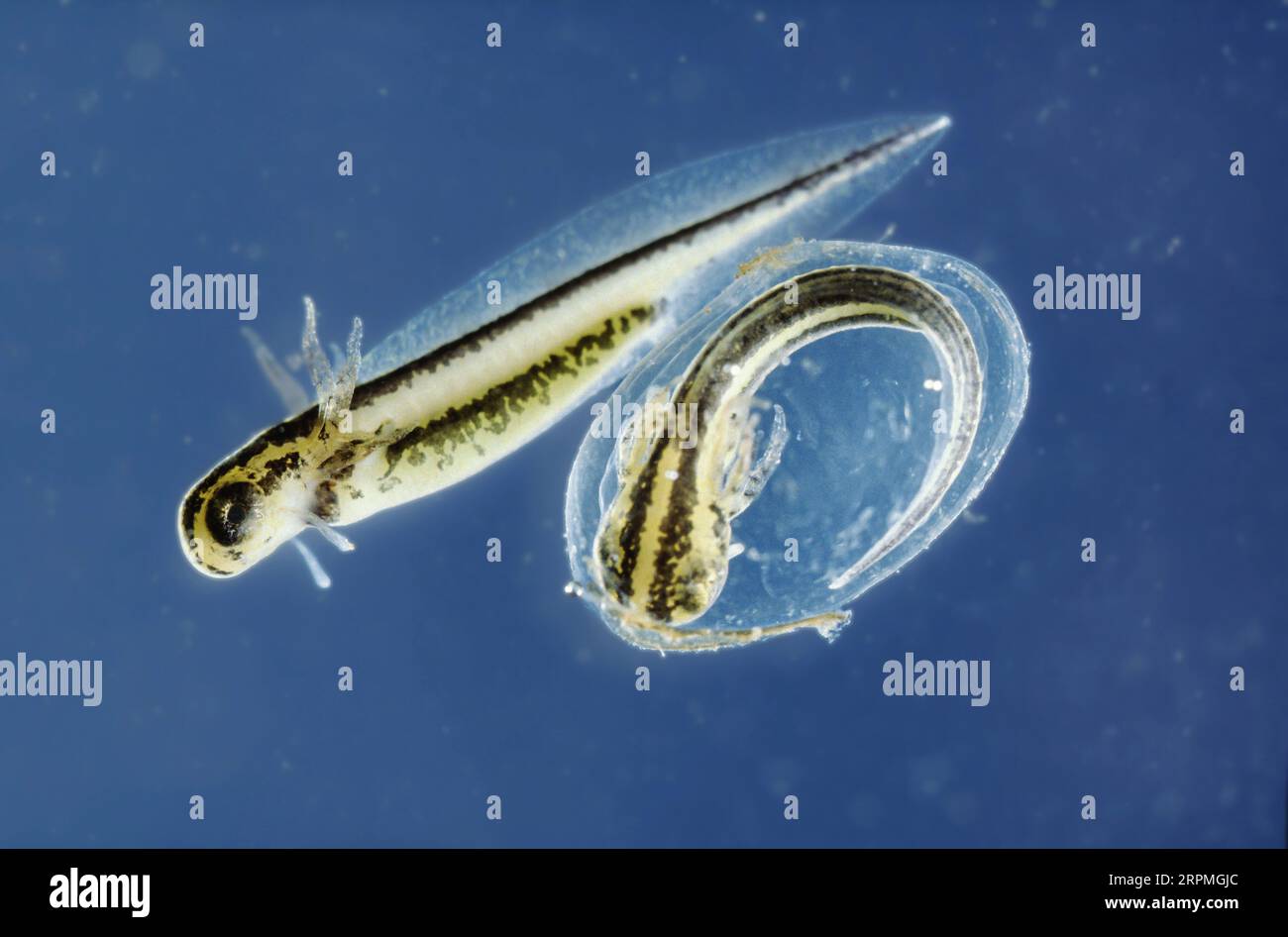 Fish egg larvae hi-res stock photography and images - Alamy