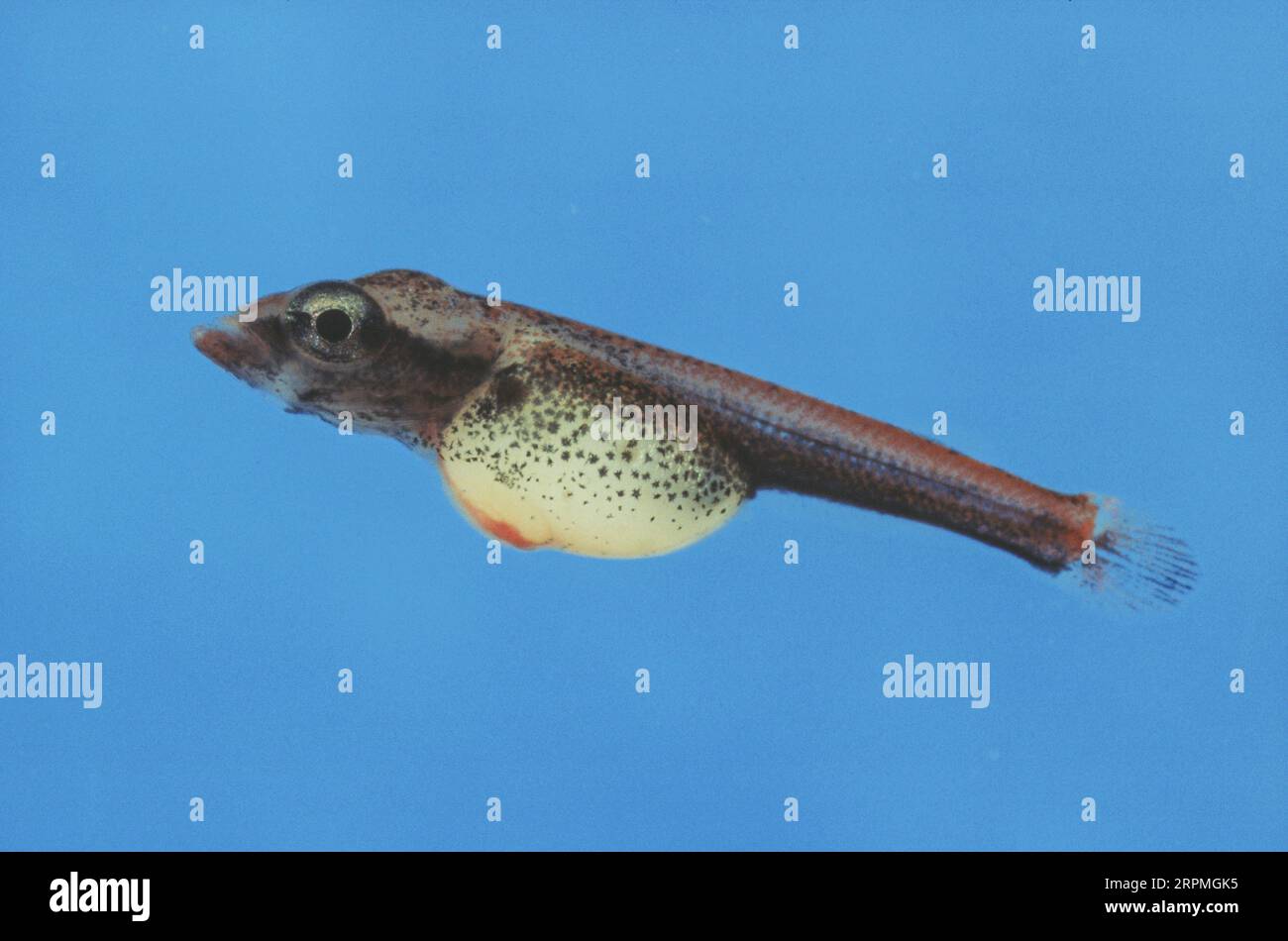 Yolk bags hi-res stock photography and images - Alamy