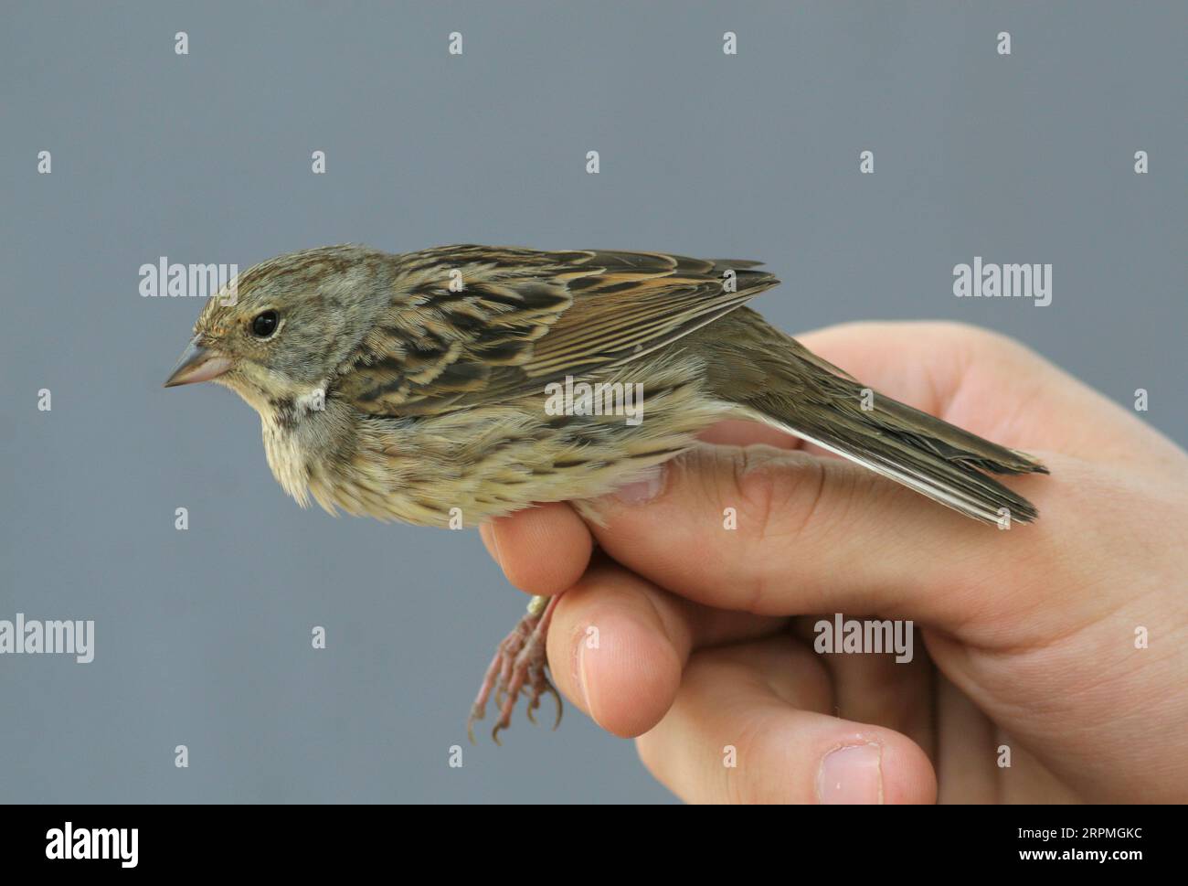 Black faced buntings hi-res stock photography and images - Alamy
