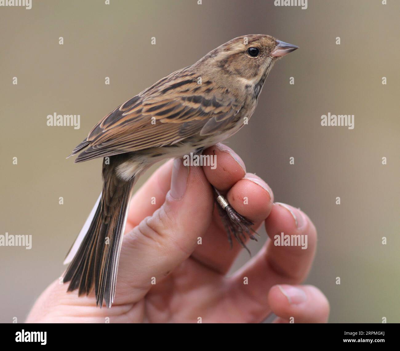 black-faced bunting (Emberiza spodocephala, Schoeniclus spodocephala ...