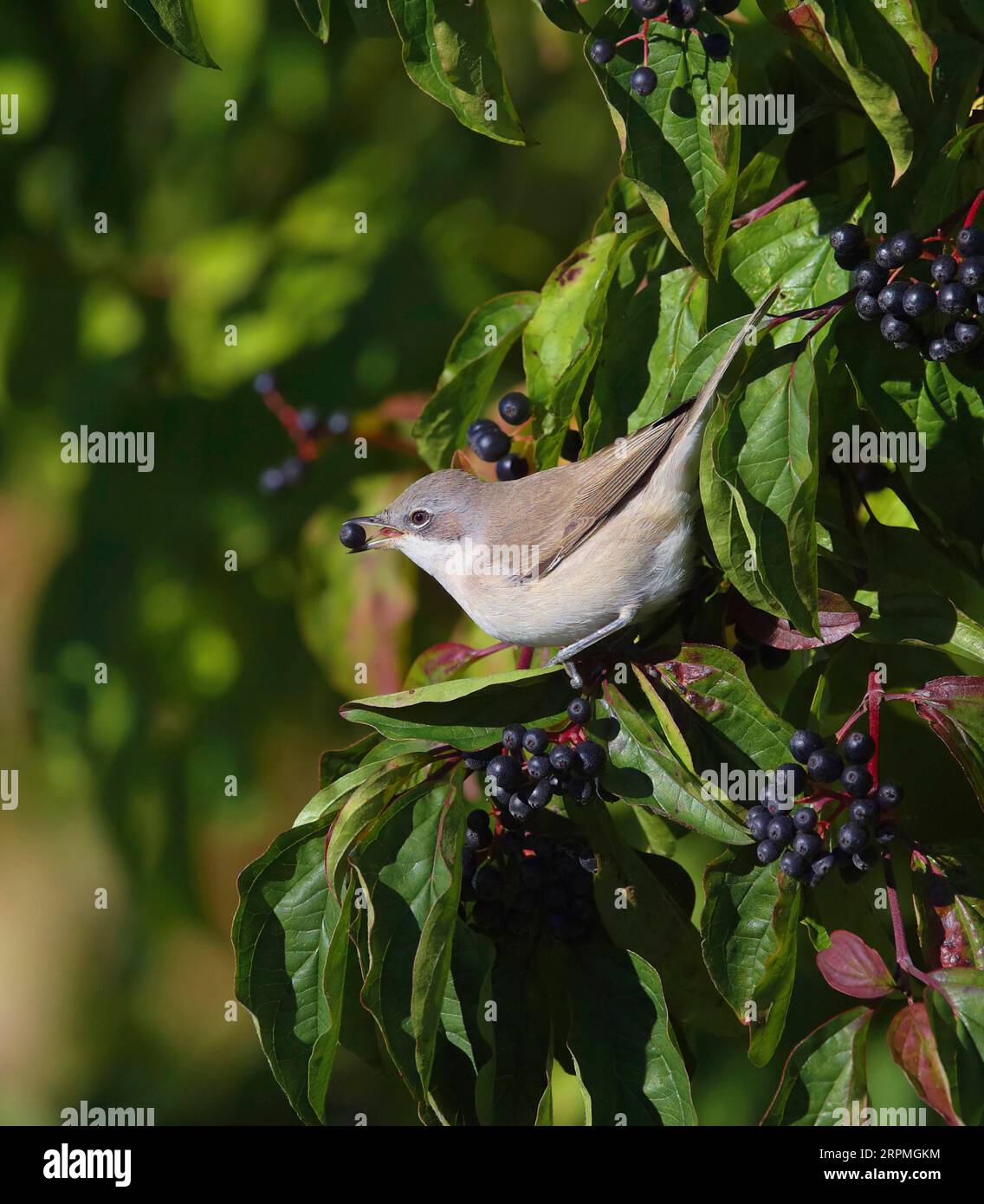 Lesser whitethroat (Sylvia curruca, Curruca curruca), perching in a ...