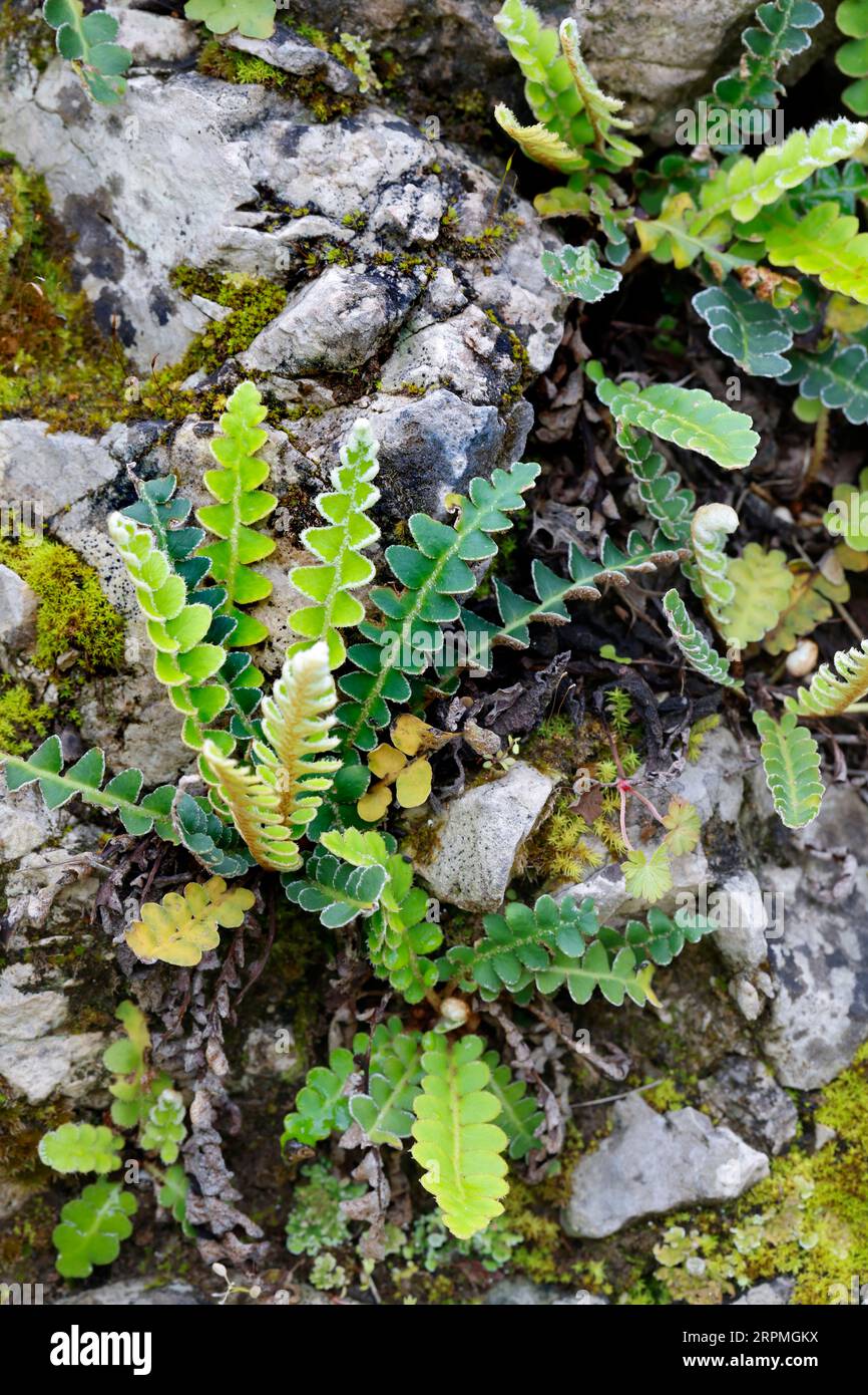 Common spleenwort, Rustyback (Asplenium ceterach, Ceterach officinarum ...