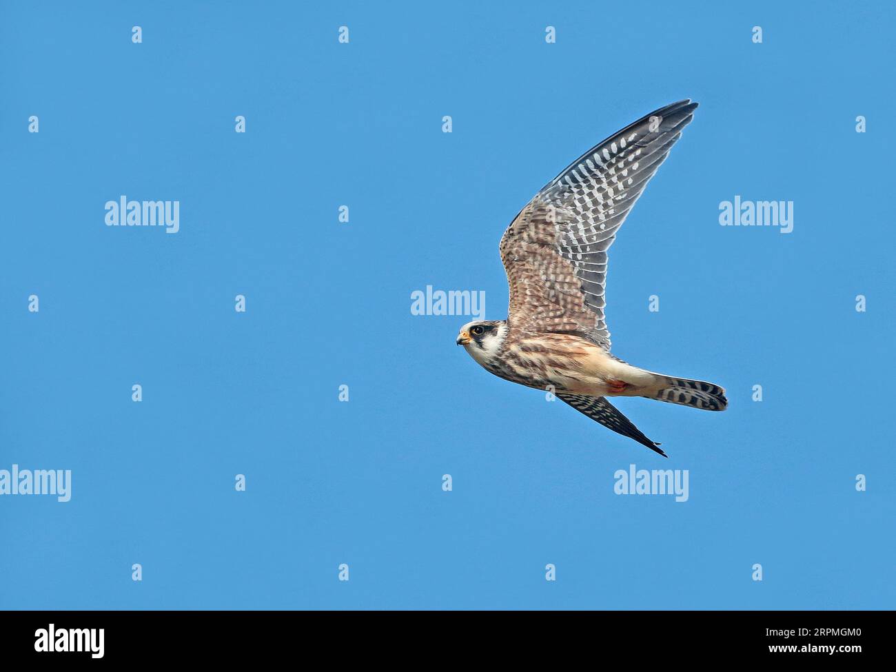 western red-footed falcon (Falco vespertinus), juvenile/first calender ...