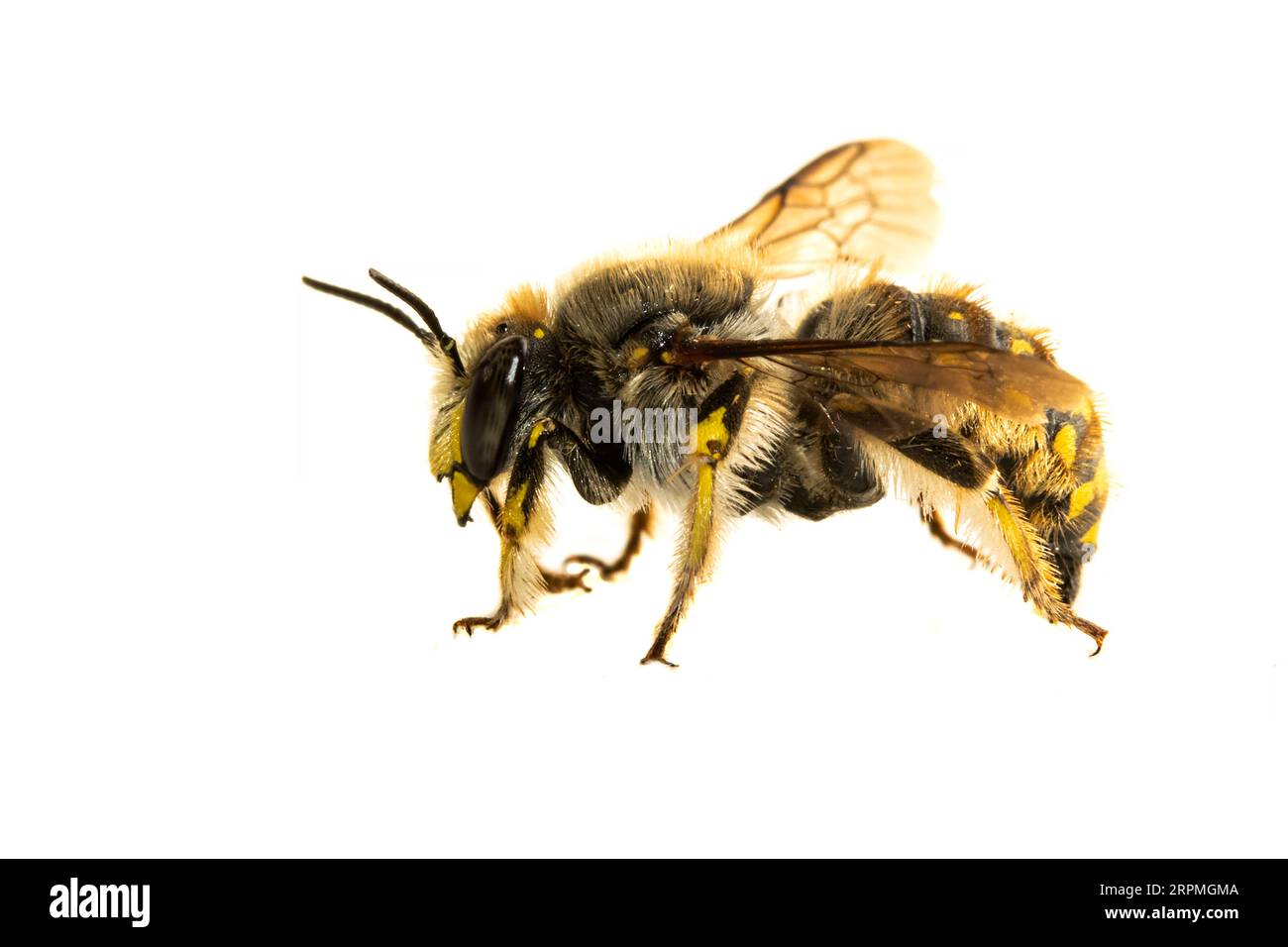 Abejas abejas abejas abejas abejas abejas Cut Out Stock Images ...
