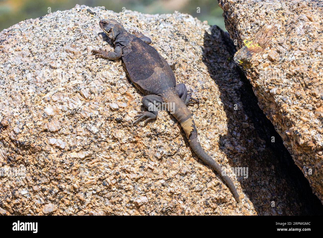 Common chuckwalla (Sauromalus ater), female sunbathing on a rock, USA ...