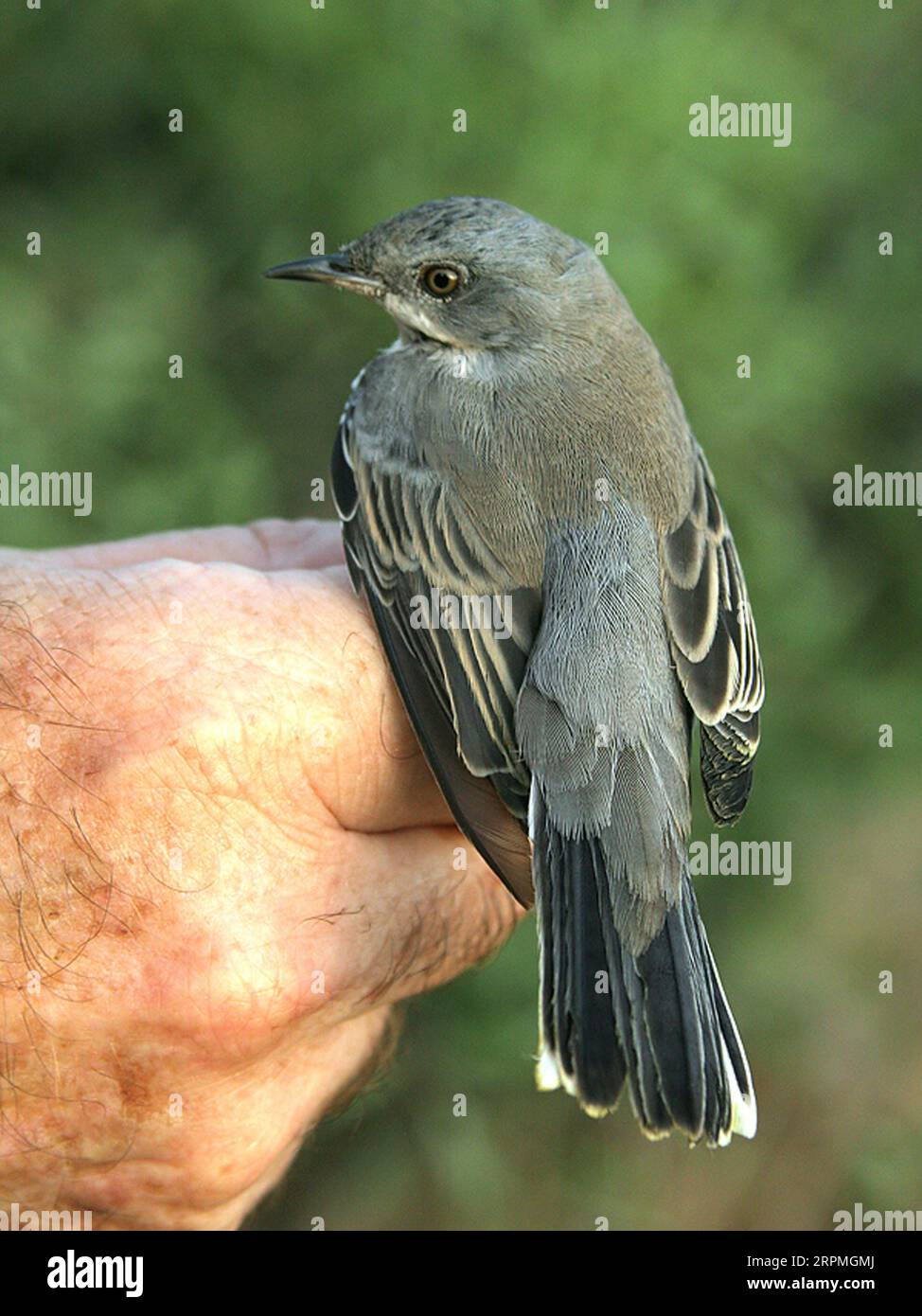 Curruca ruppells hi-res stock photography and images - Alamy