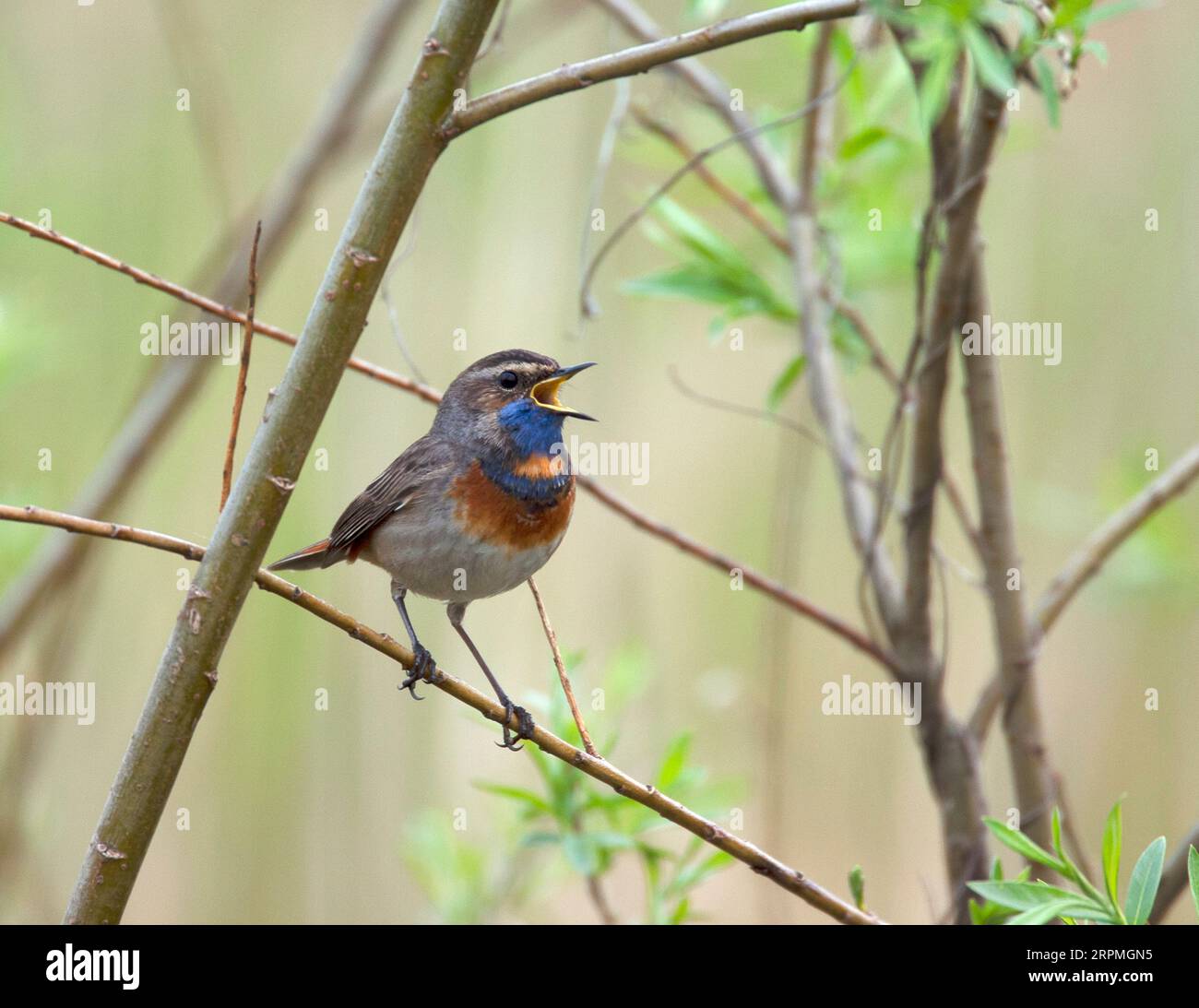 White-spotted Bluethroat (Luscinia svecica cyanecula), male perches ...