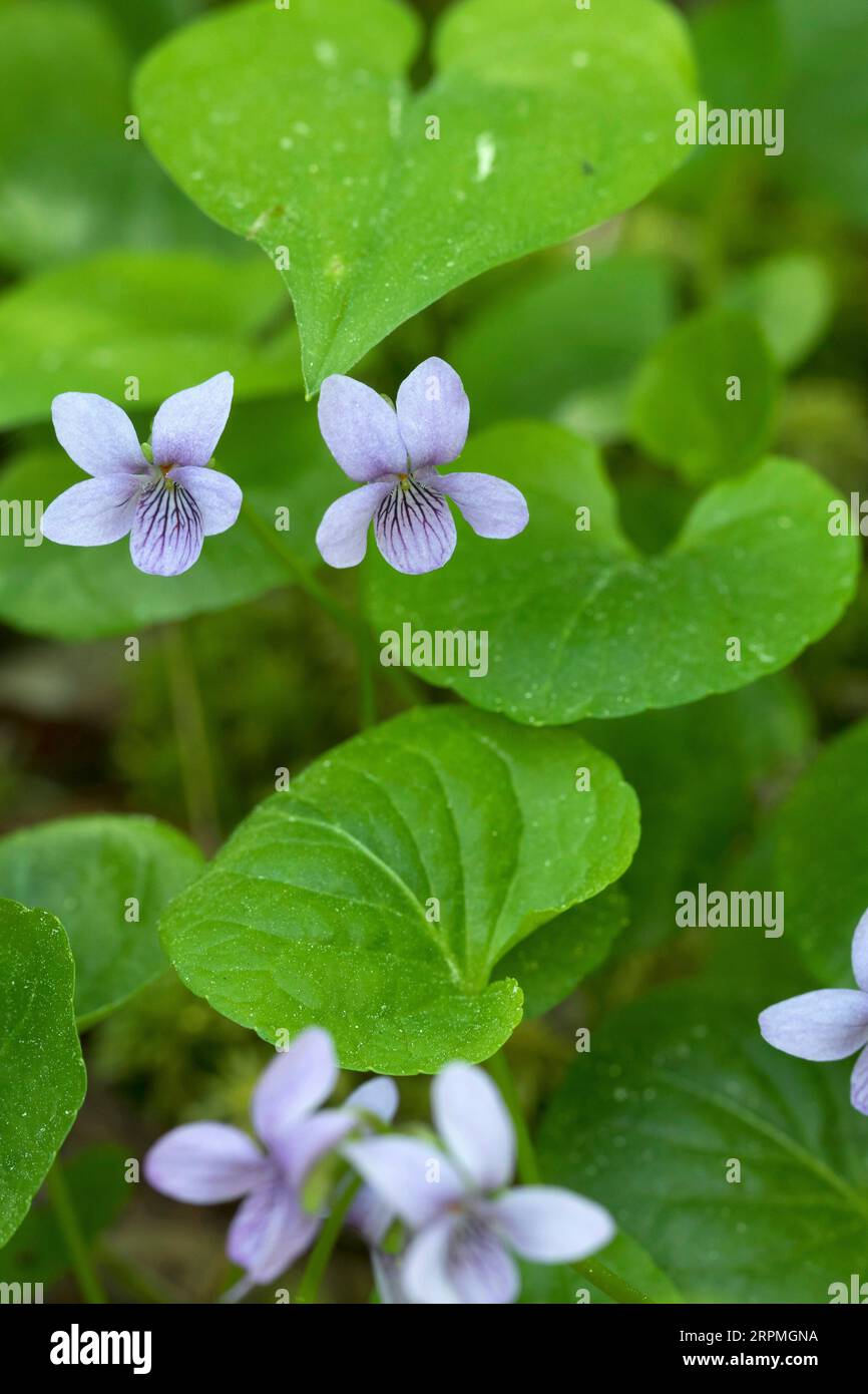 Dwarf marsh violet hi-res stock photography and images - Alamy