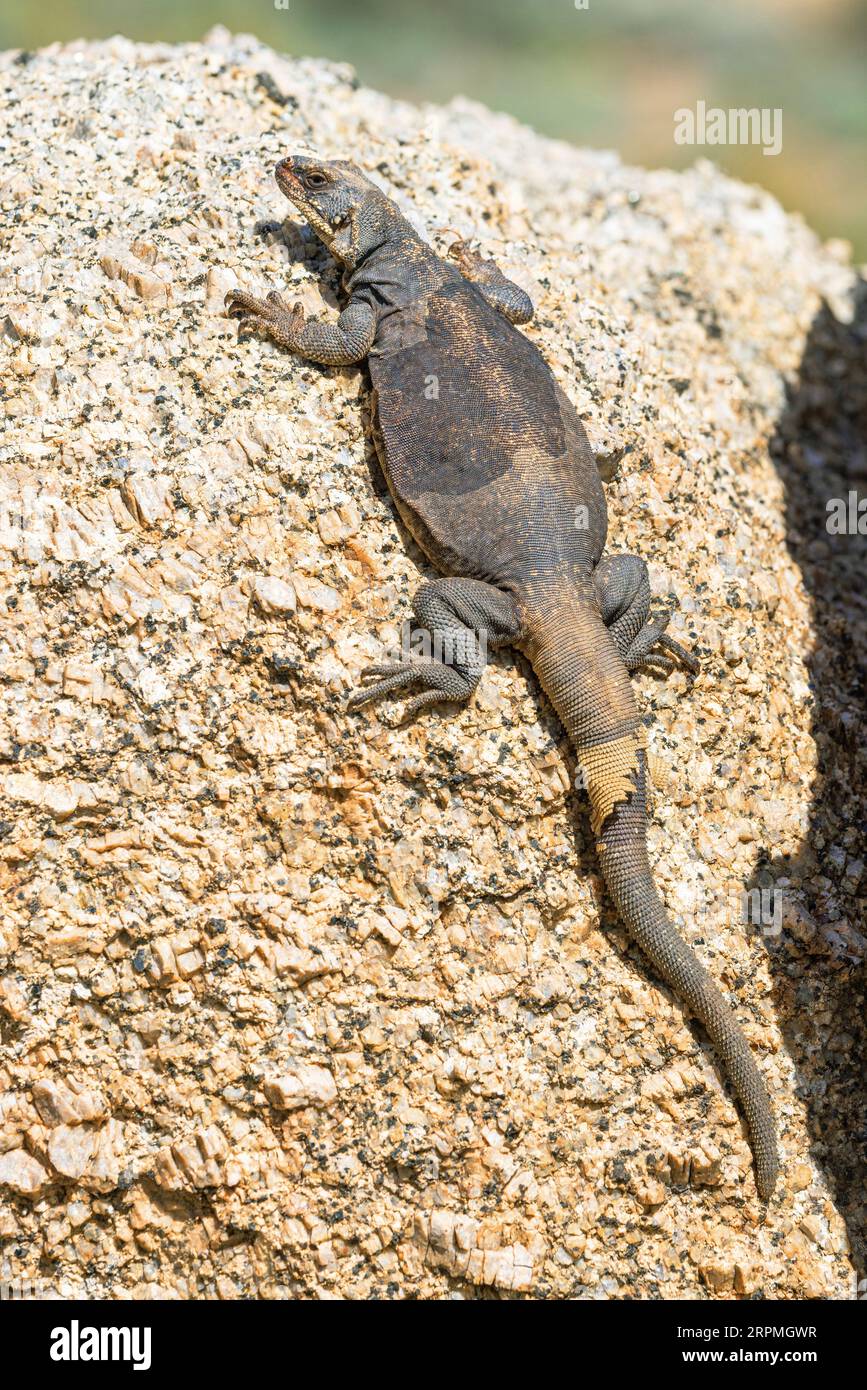 Common chuckwalla (Sauromalus ater), female sunbathing on a rock, USA ...
