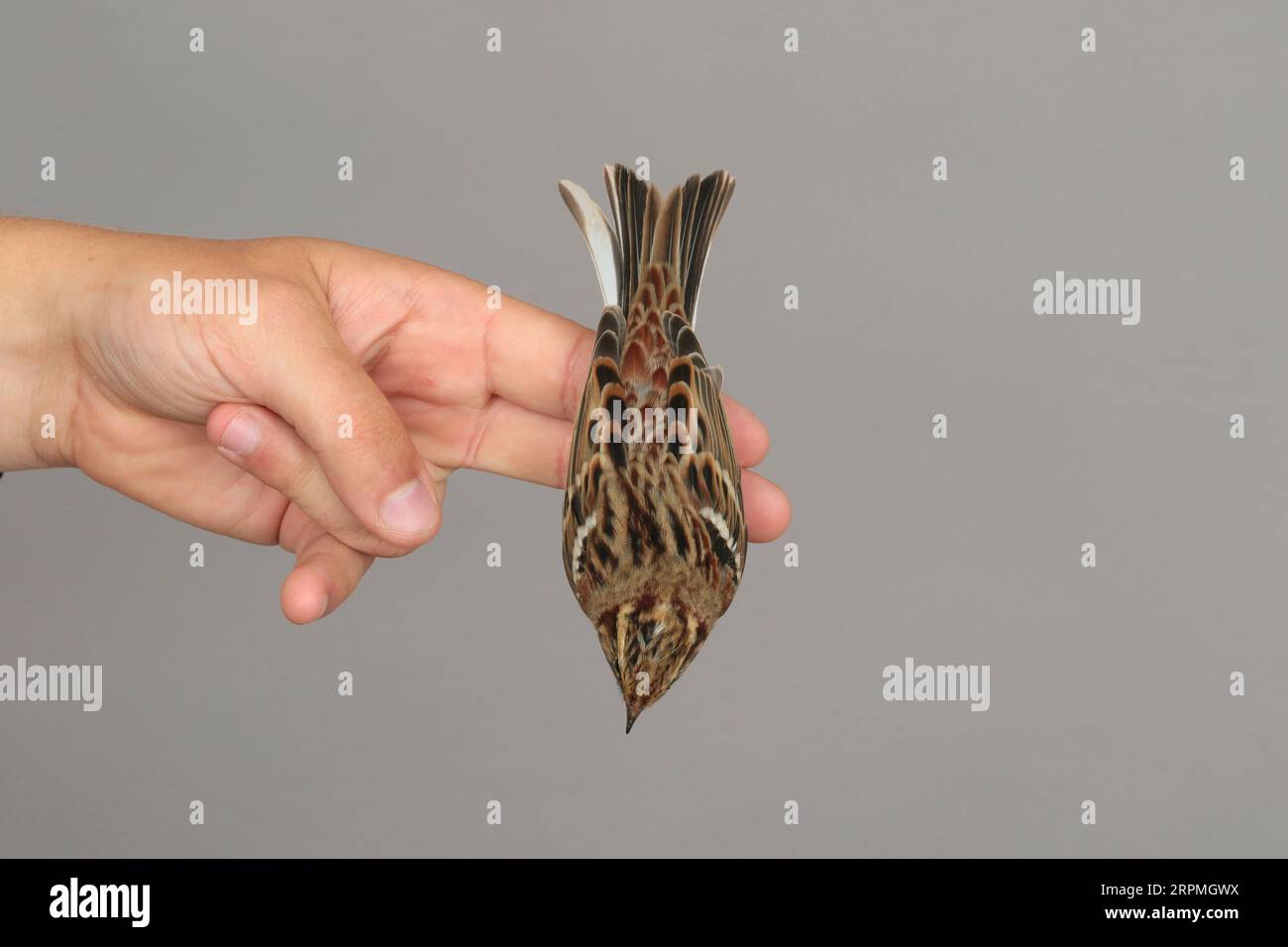 rustic bunting (Emberiza rustica), first winter in the hand for ringing ...