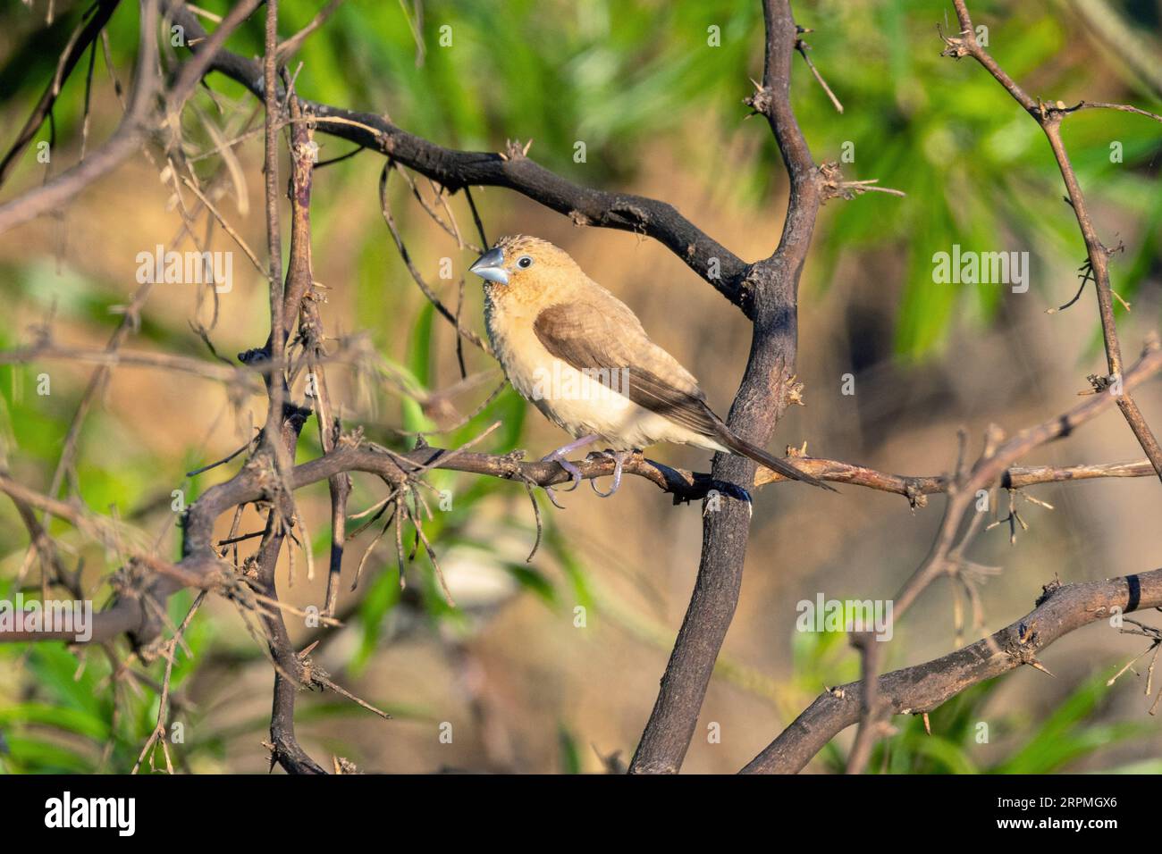 African silverbill hi-res stock photography and images - Alamy