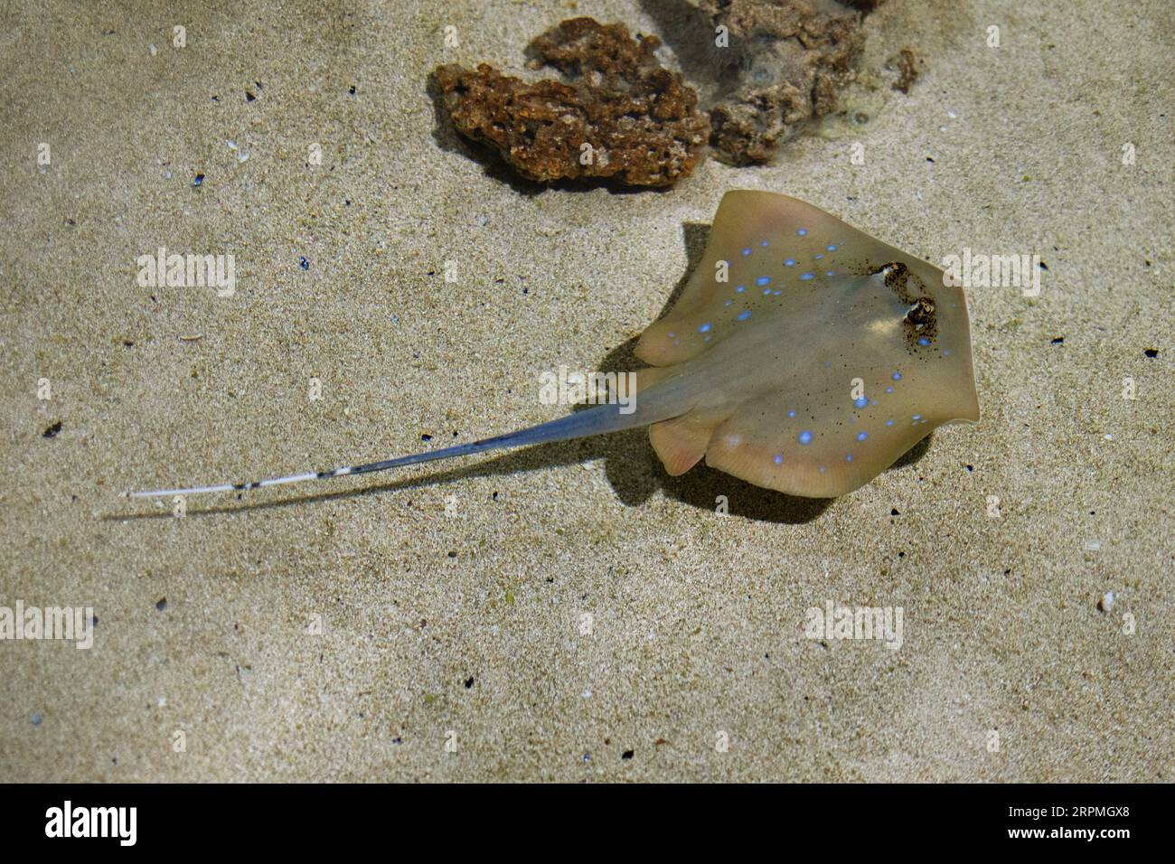 Stingray ocean hi-res stock photography and images - Alamy