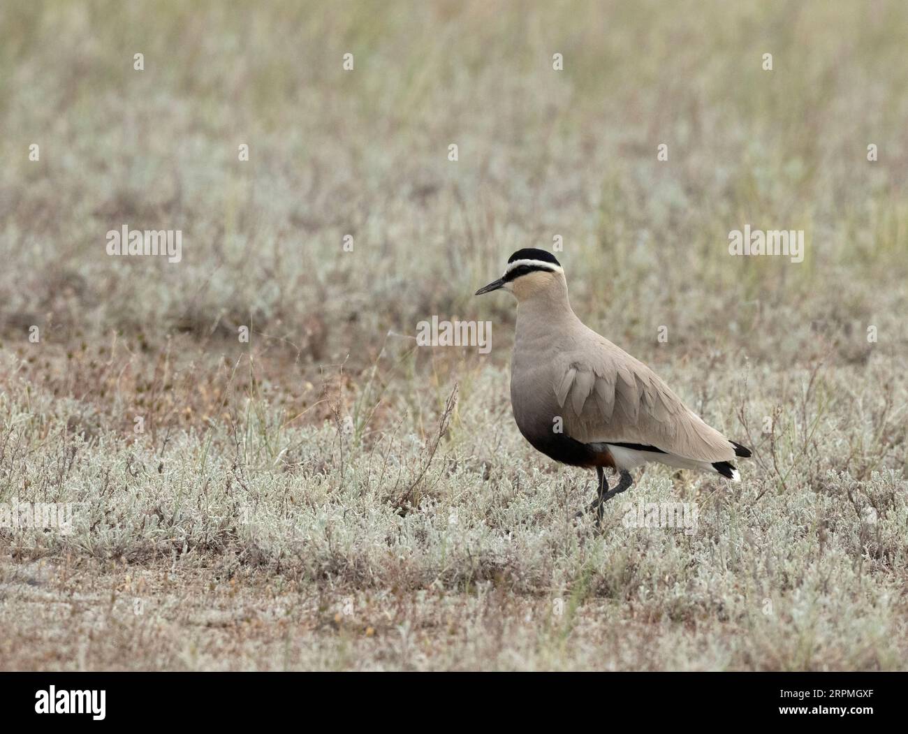 sociable plover (Chettusia gregaria, Vanellus gregarius), Critically ...