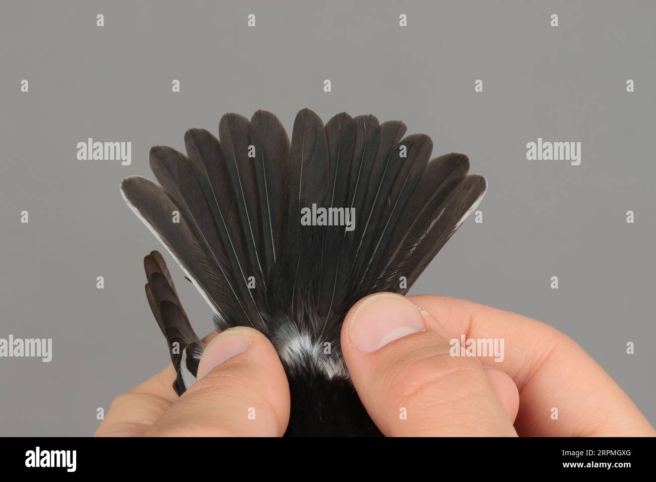 collared flycatcher (Ficedula albicollis), caught bird in the hands ...
