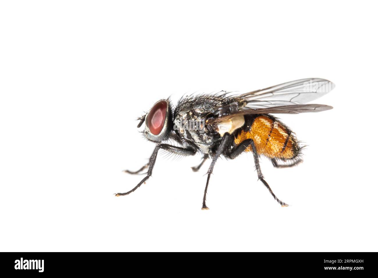 Musca autumnalis Cut Out Stock Images & Pictures - Alamy