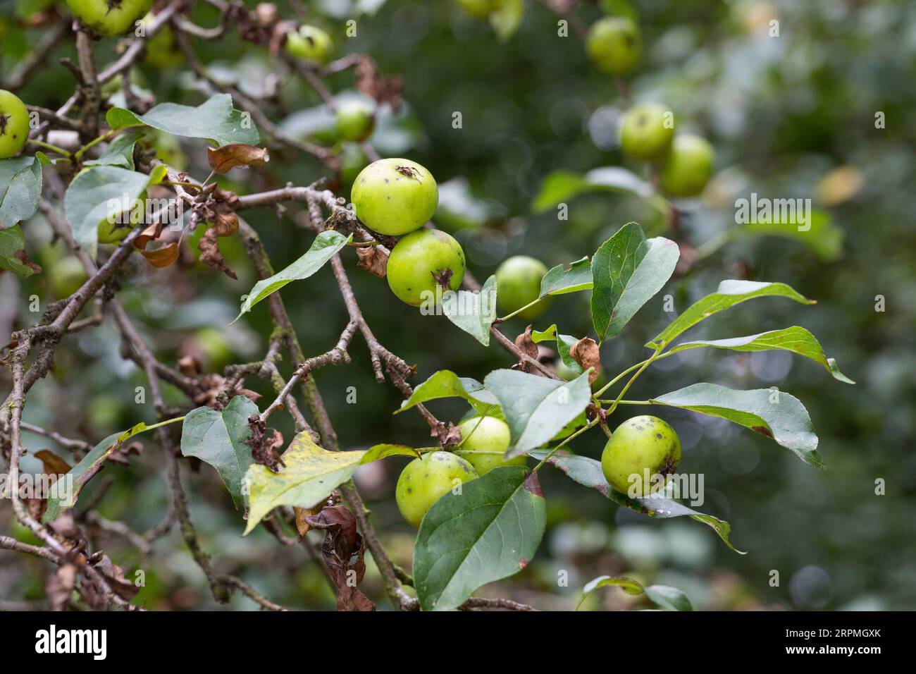 crab apple, wild crab (Malus sylvestris), fruits on a branch, Germany ...
