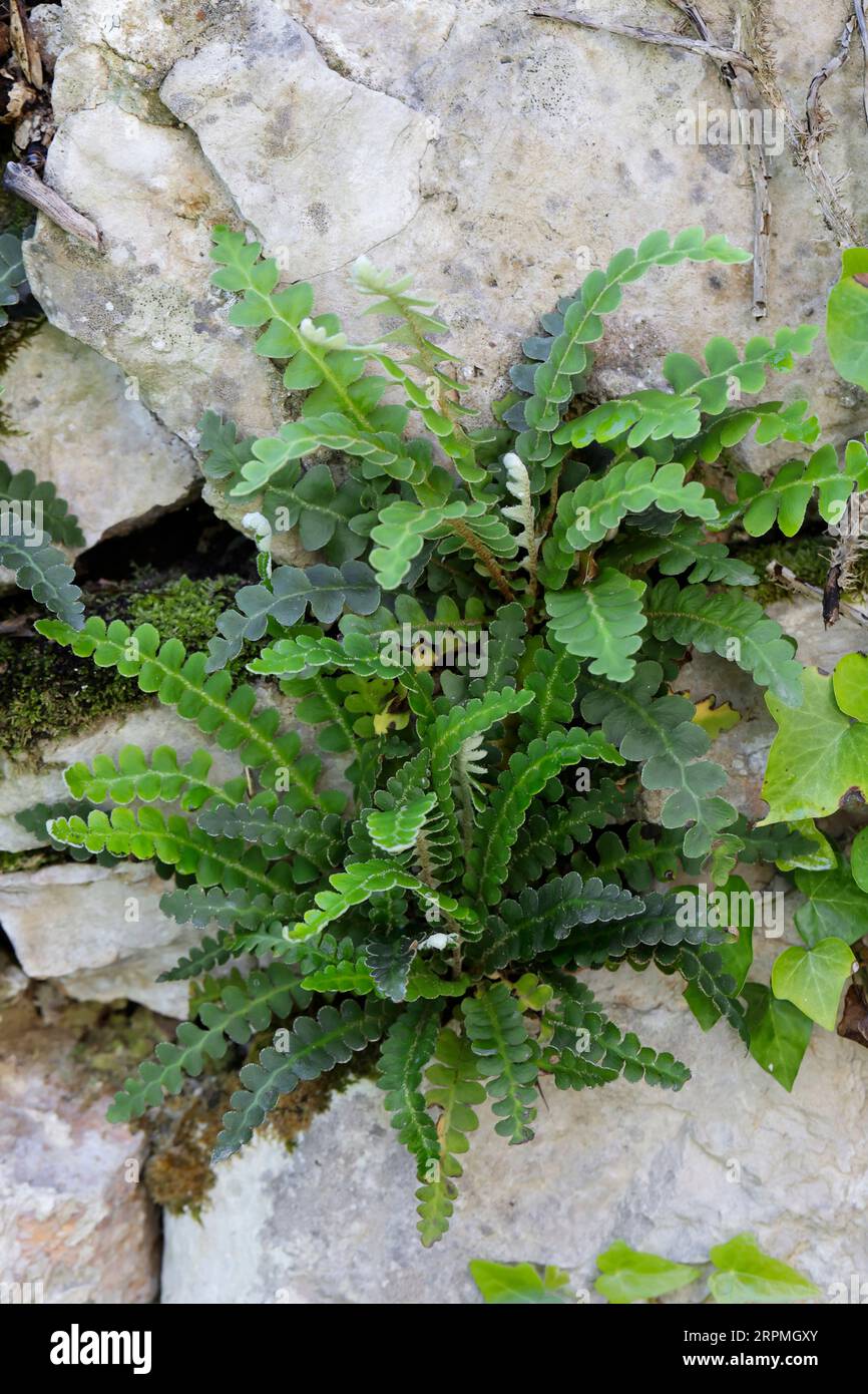 Common spleenwort, Rustyback (Asplenium ceterach, Ceterach officinarum ...
