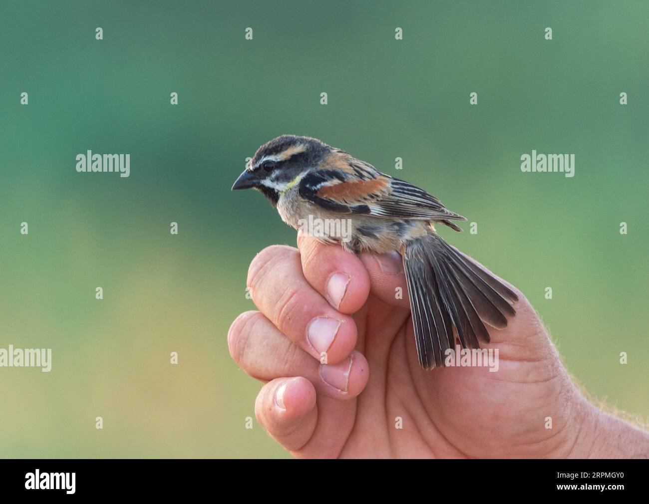 dead sea sparrow (Passer moabiticus), caught male at ringing research ...