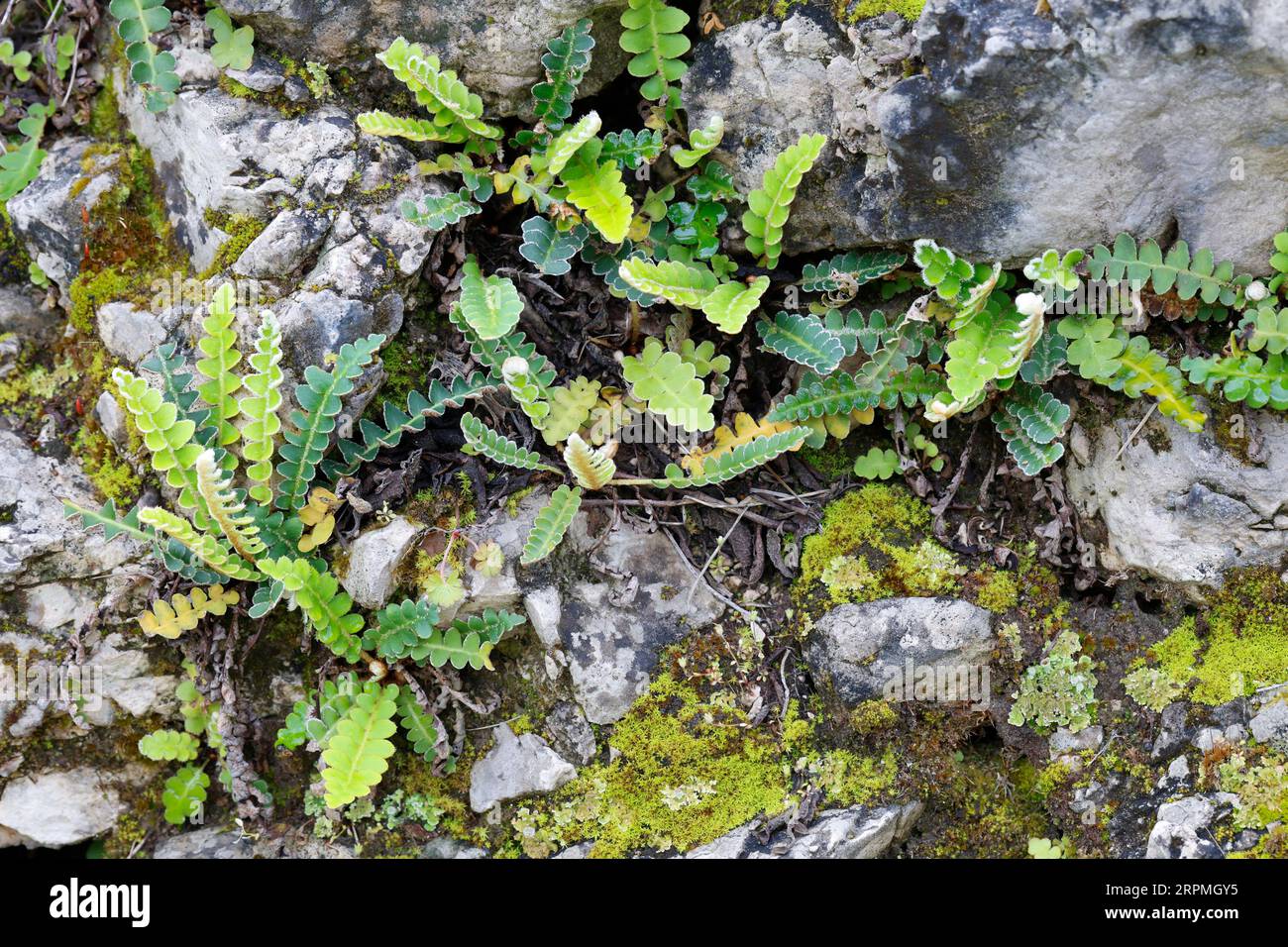 Common spleenwort, Rustyback (Asplenium ceterach, Ceterach officinarum ...