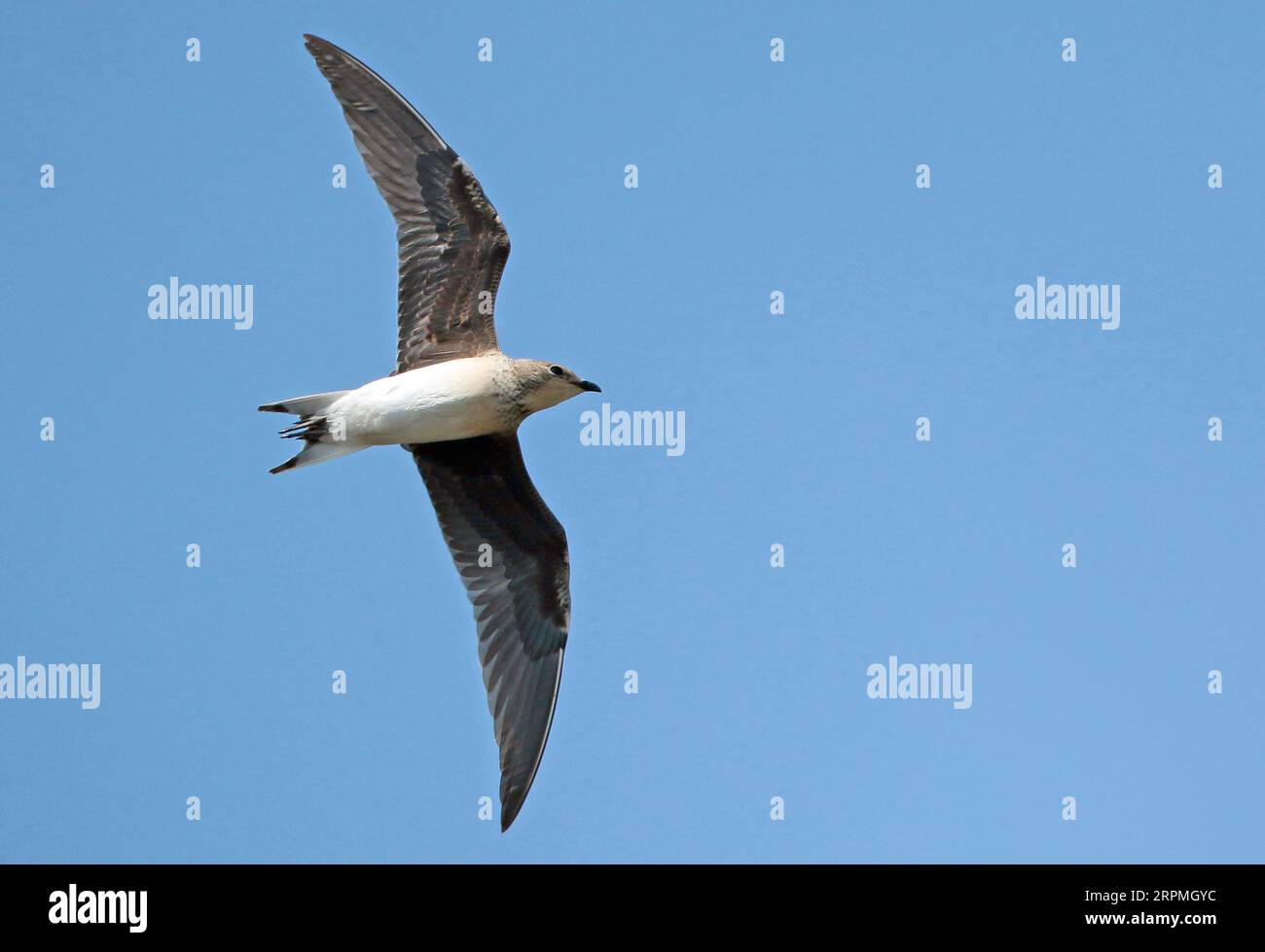 Black winged pratincole hi-res stock photography and images - Alamy