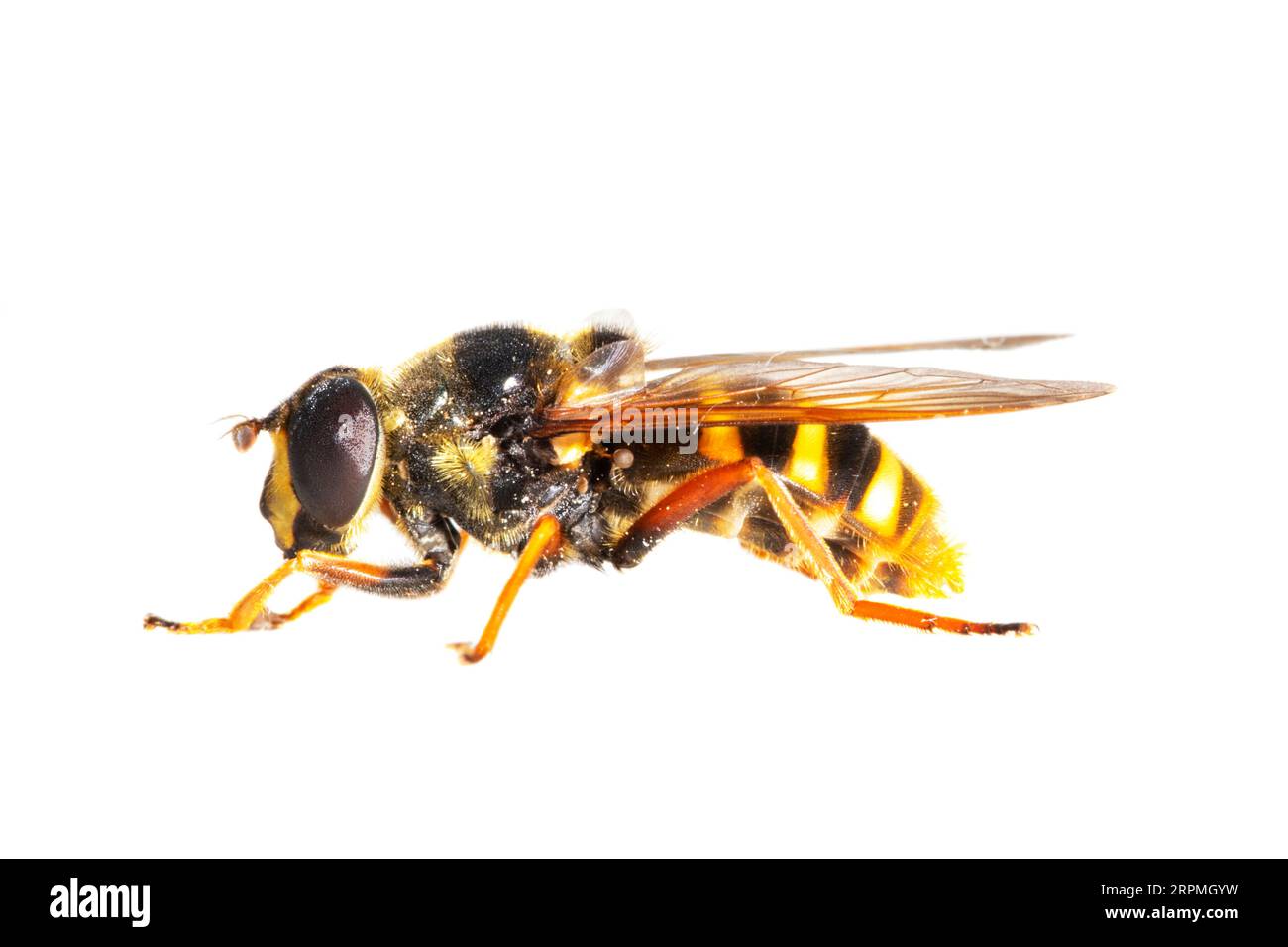Yellow barred peat hoverflies hi-res stock photography and images - Alamy