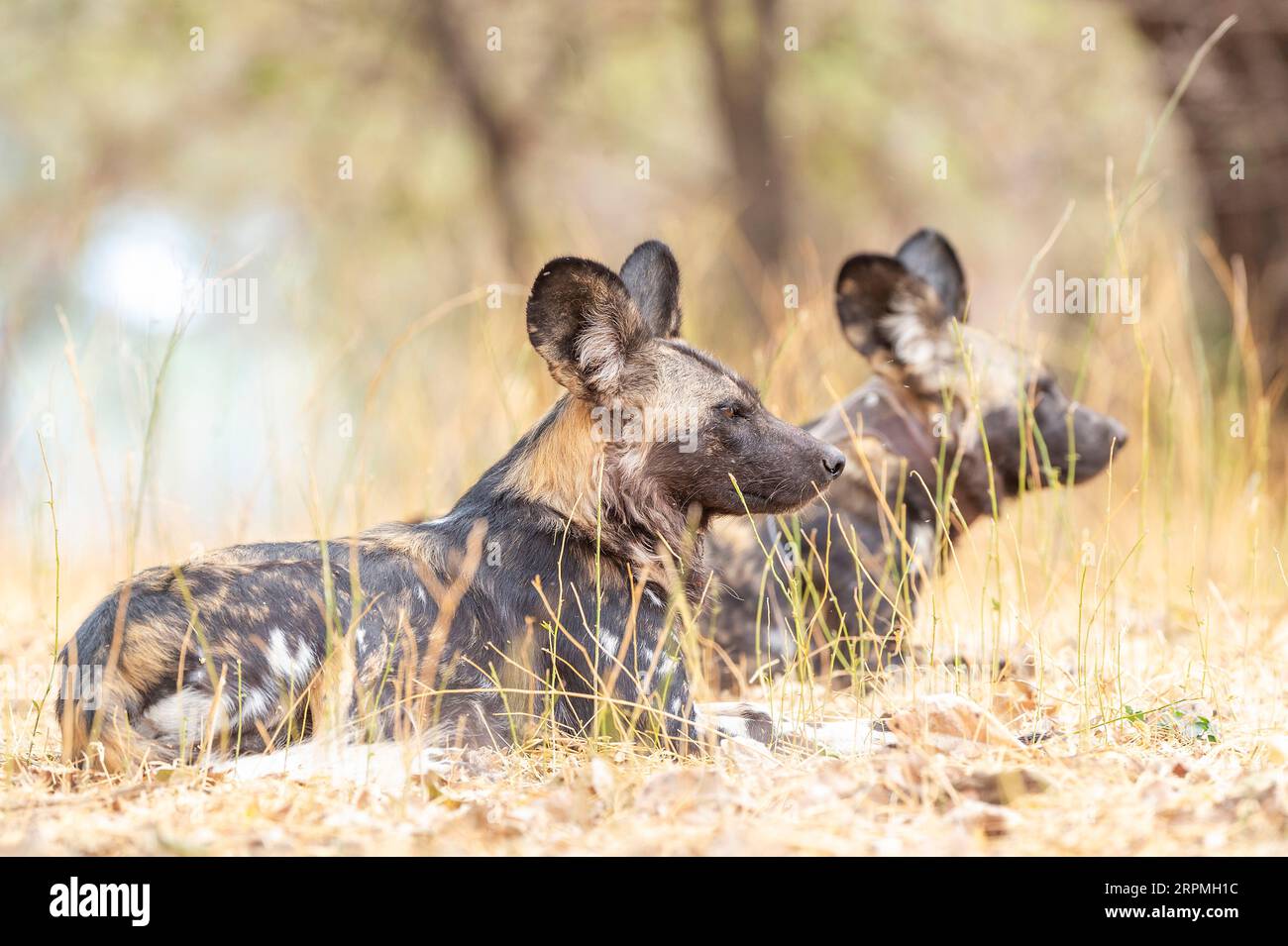 African painted dogs, Lycaon pictus, seen in Zimbabwe's Mana Pools ...