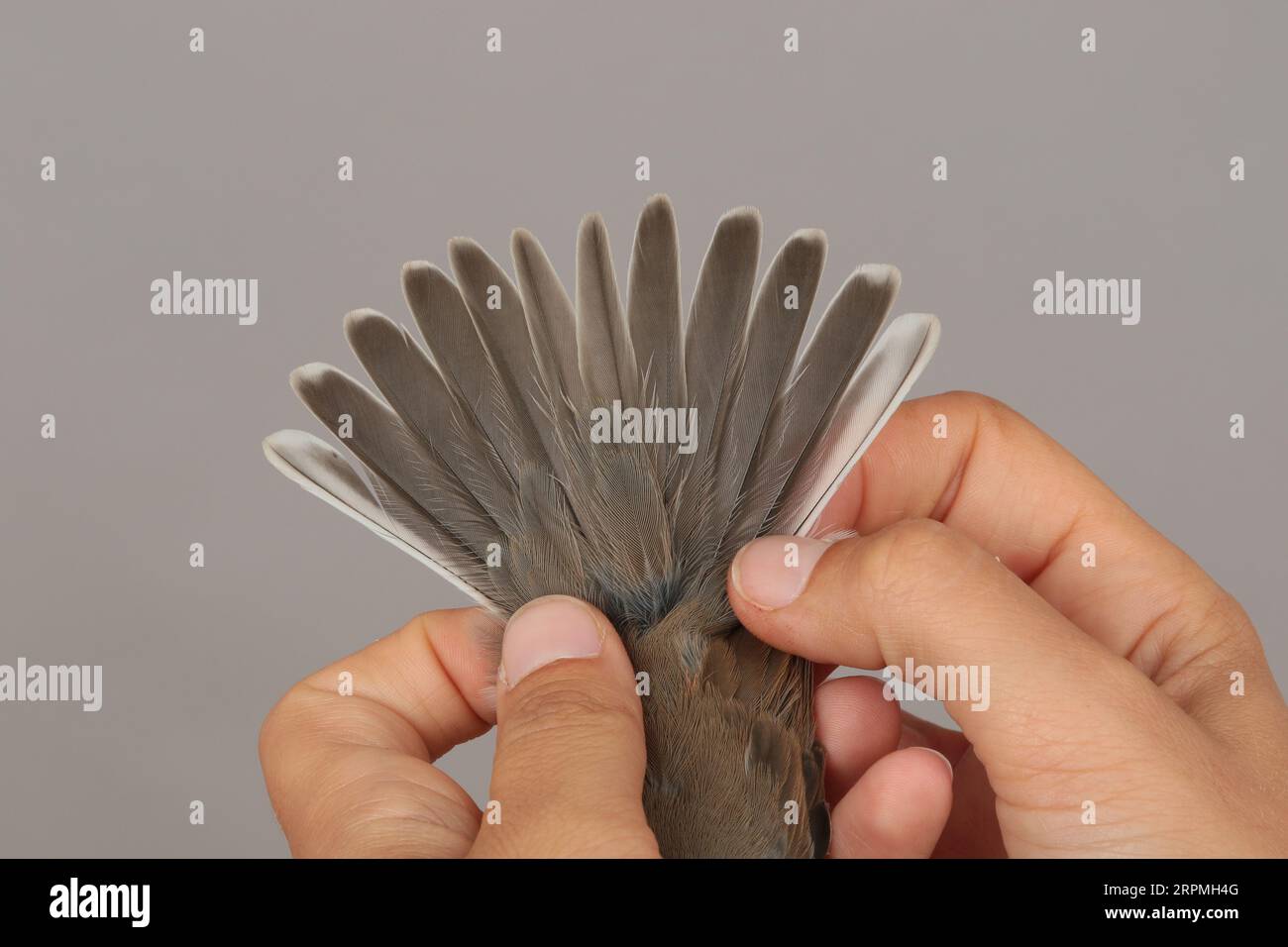Lesser whitethroat (Sylvia curruca, Curruca curruca), caught bird in ...