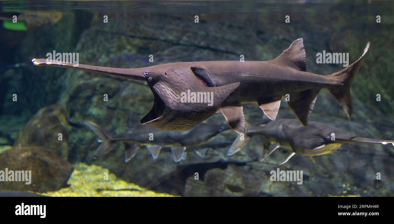 American paddlefish, Mississippi paddlefish, spoon-billed cat ...