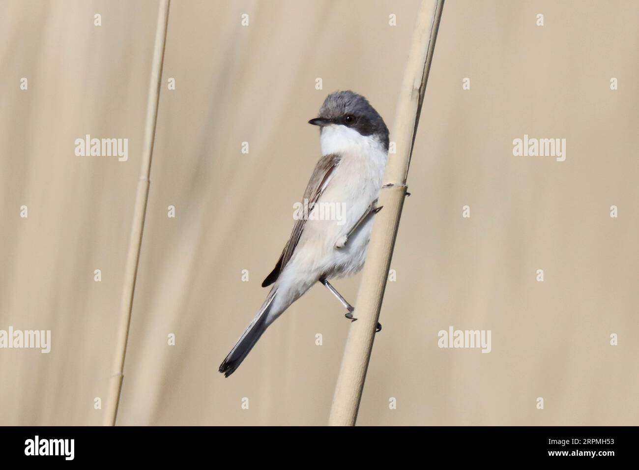 Curruca china hi-res stock photography and images - Alamy