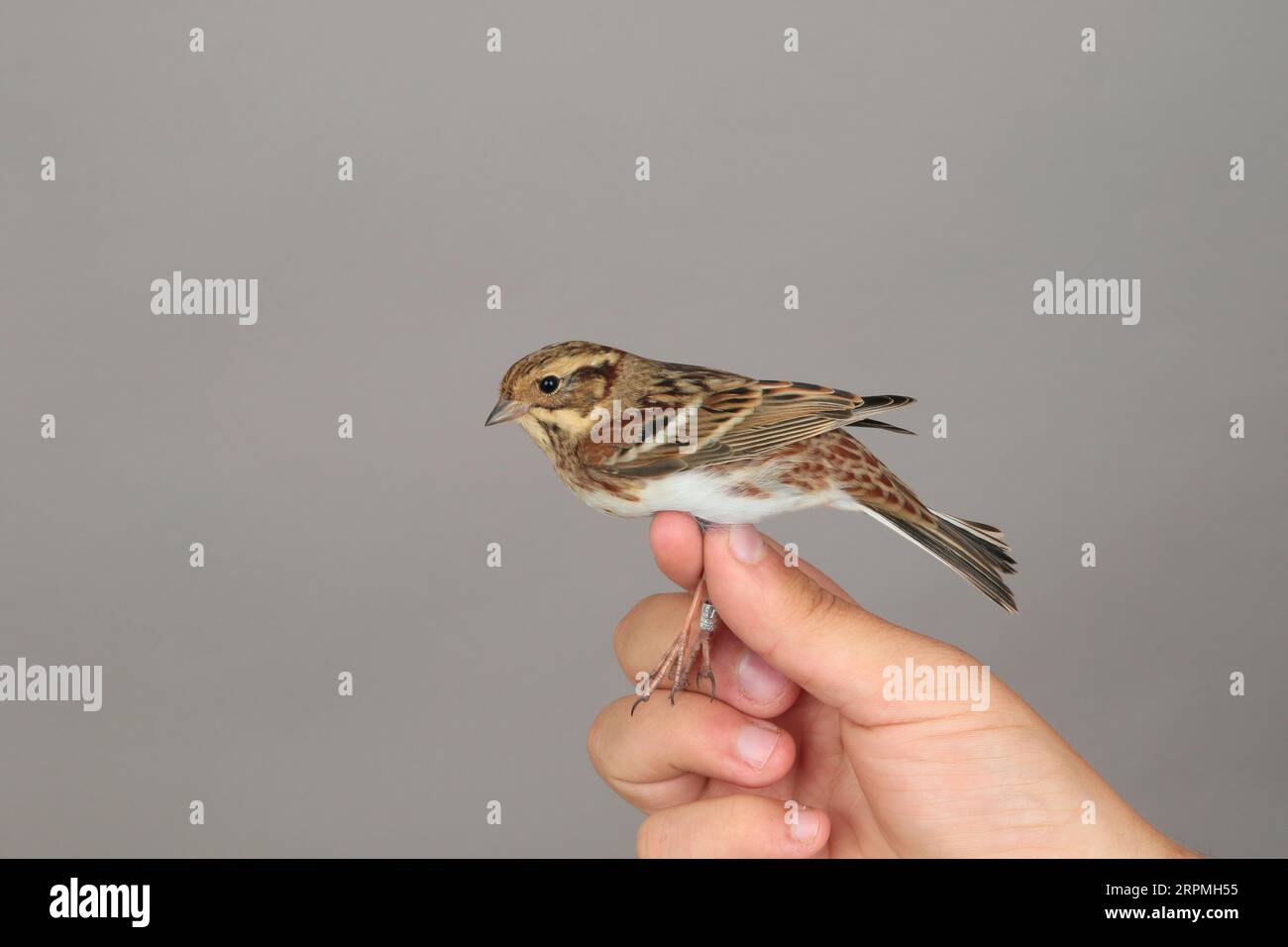 rustic bunting (Emberiza rustica), first winter in the hand for ringing ...