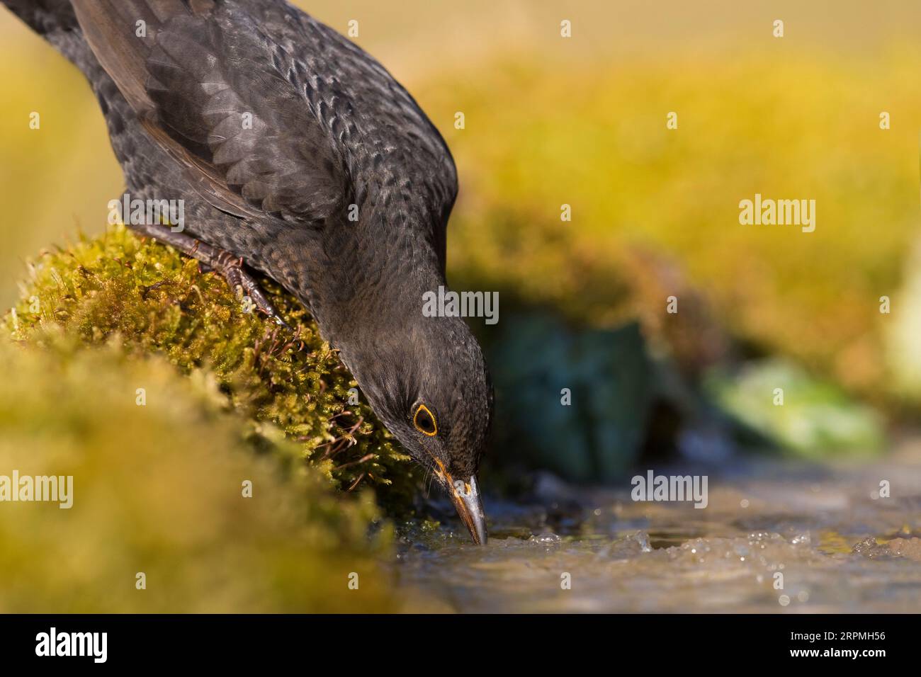 blackbird (Turdus merula), young bird drinking, Italy, Tuscany, Monte ...
