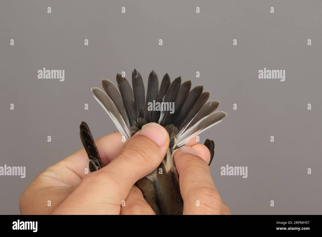 pied flycatcher (Ficedula hypoleuca), caught bird in the hands, tail ...