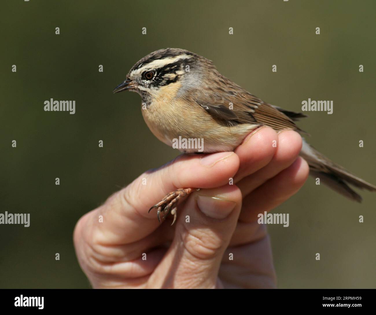 black-throated accentor (Prunella atrogularis), Autumn plumaged caught ...