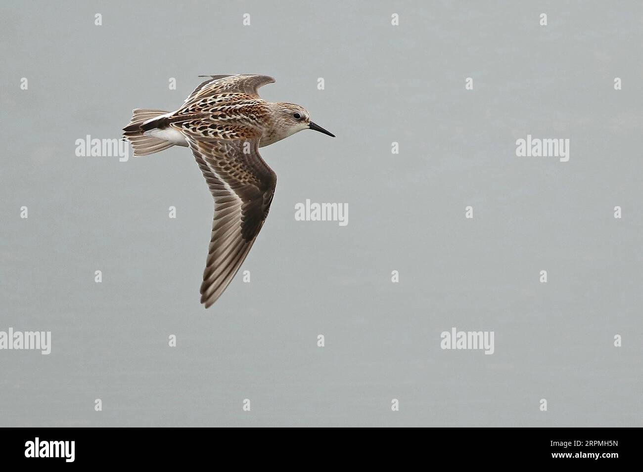 Little stints in flight hi-res stock photography and images - Alamy