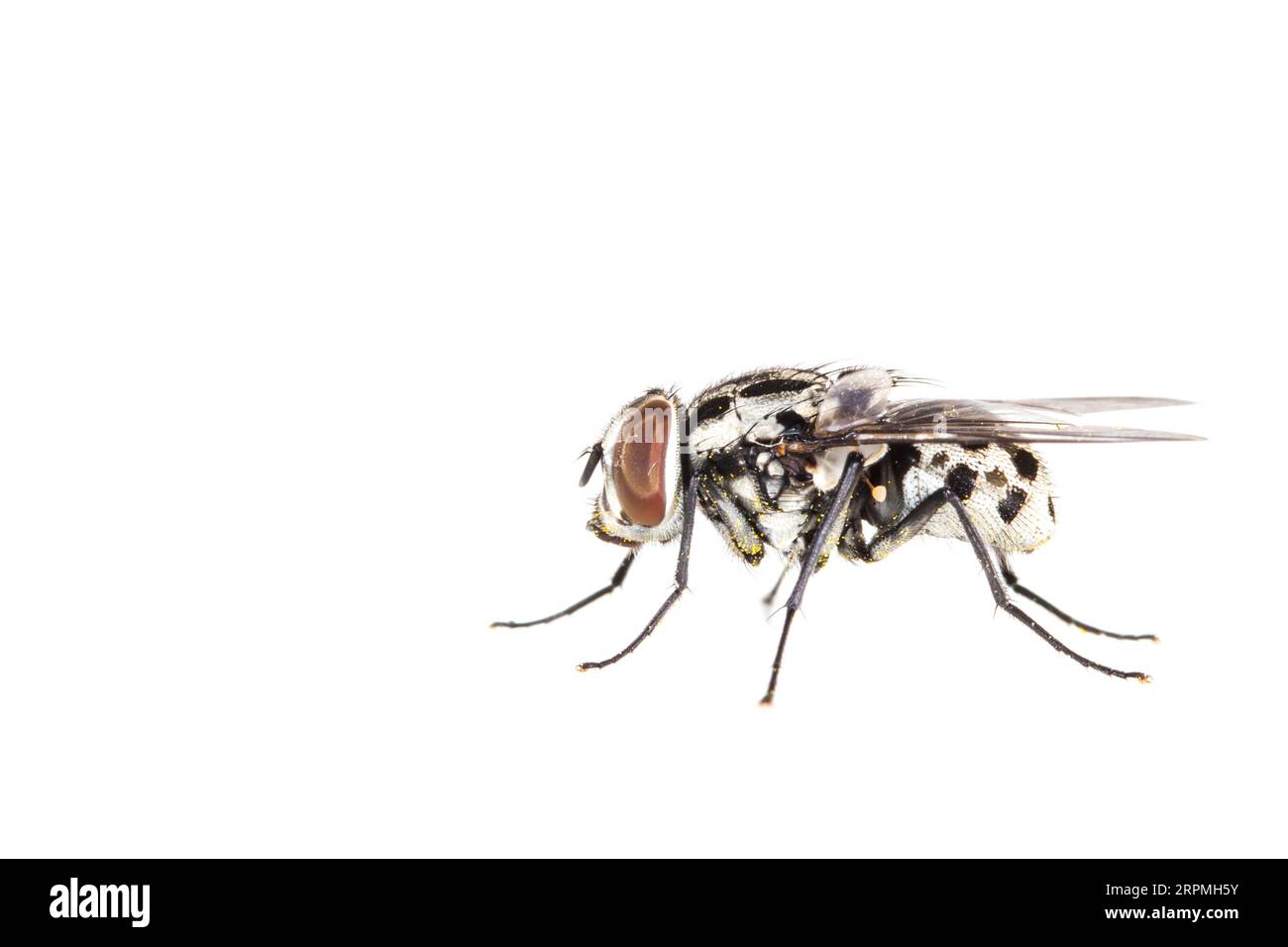 Muscid Fly (Graphomya maculata, Graphomyia maculata), side view, cut ...