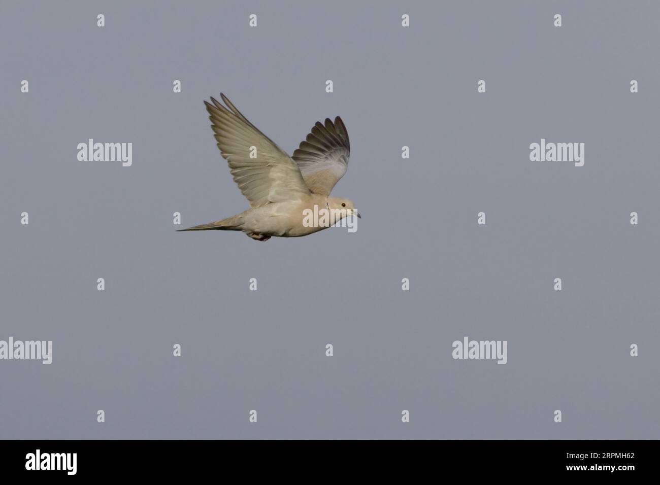 collared dove (Streptopelia decaocto), in flight, Italy, Tuscany Stock ...