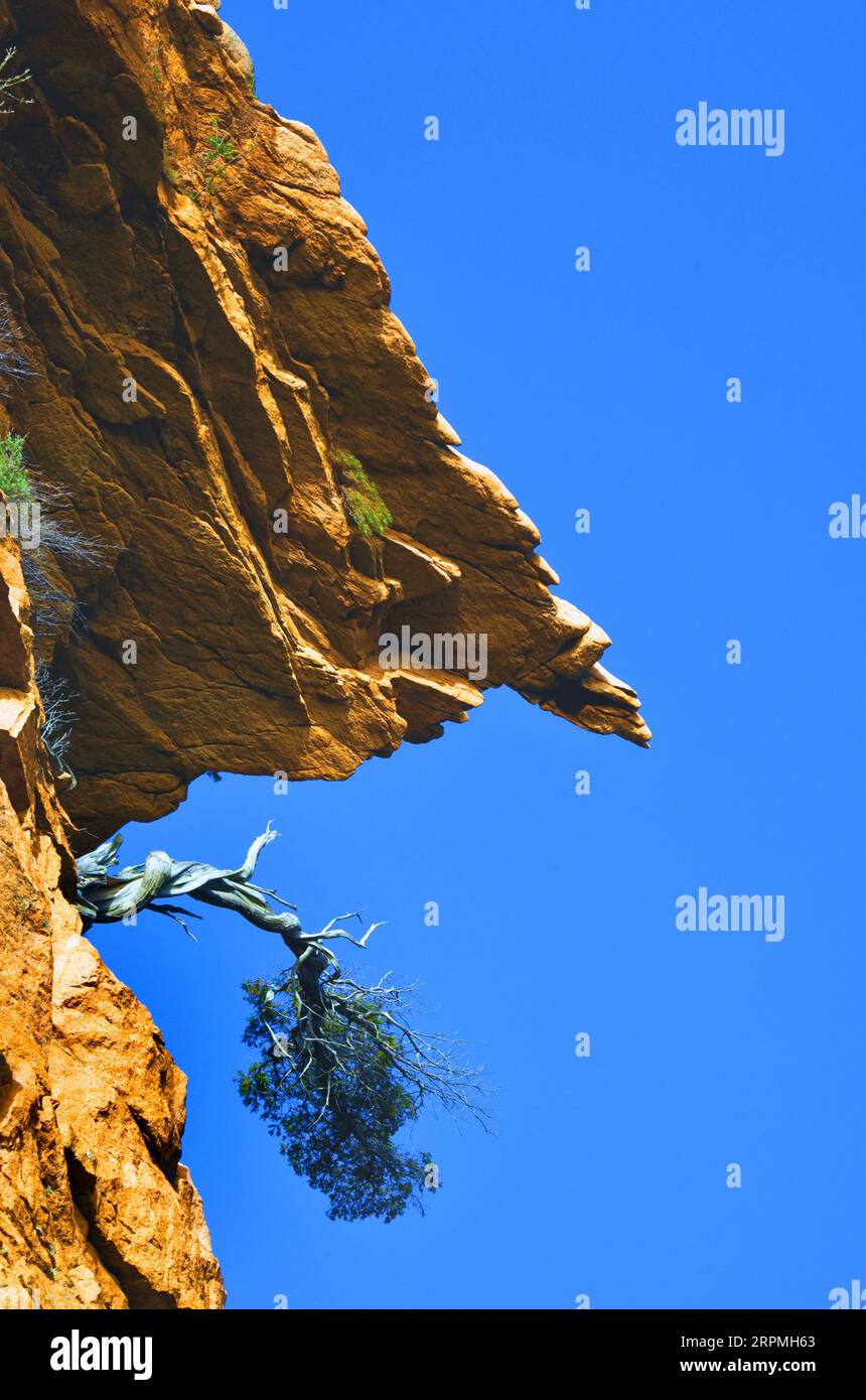 rock wall with tree, France, Corsica, Clanche de Piana Stock Photo - Alamy