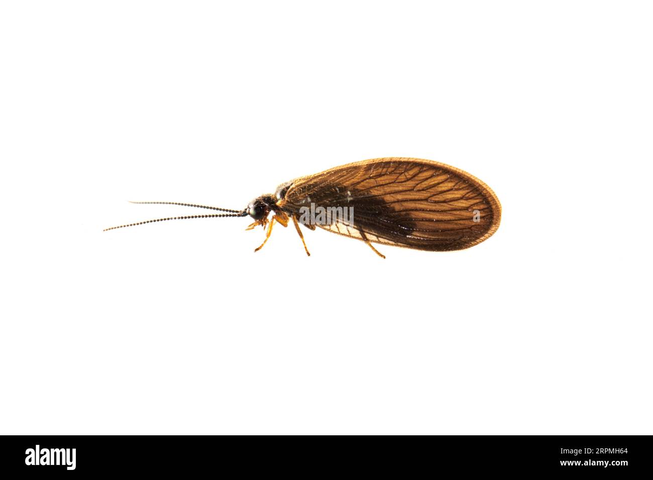 Spongillafly hi-res stock photography and images - Alamy