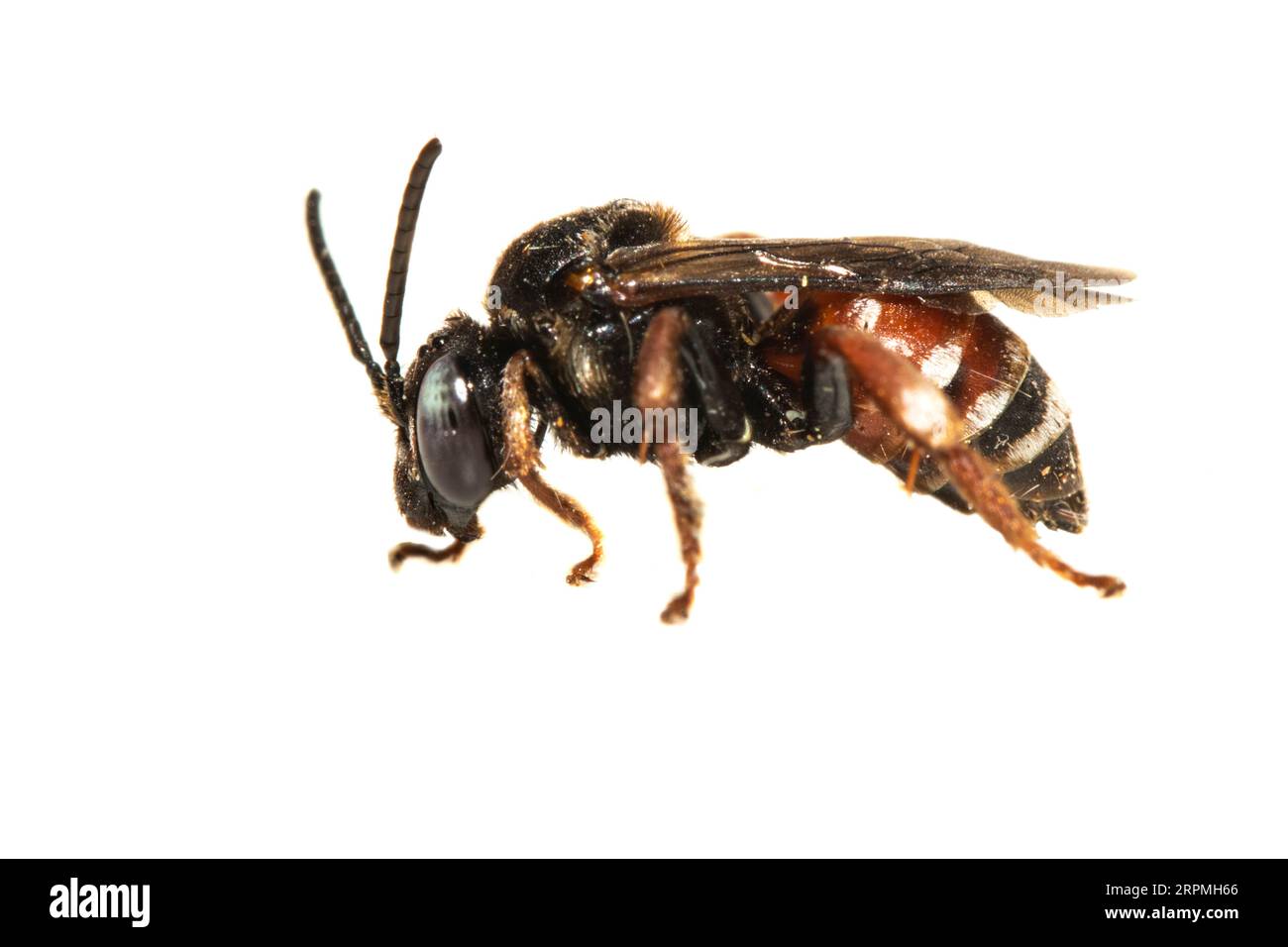 European Yellow Loosestrife-Cuckoo, Eurasian Macropis Cuckoo Bee ...