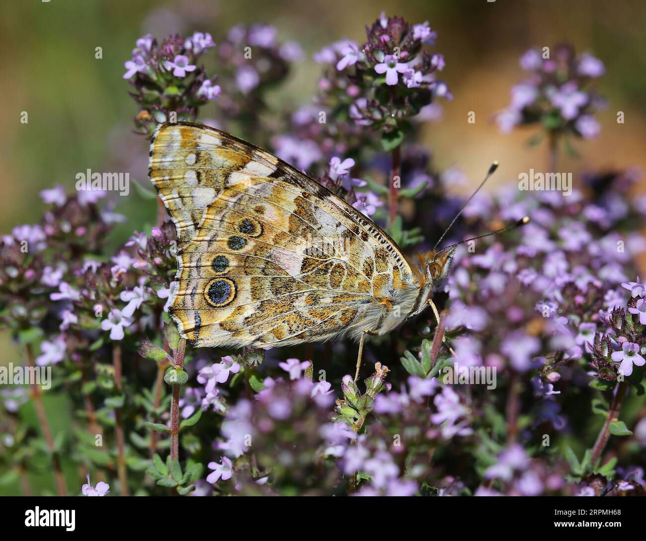 Painted lady (Cynthia cardui, Vanessa cardui, Pyrameis cardui), sitting ...