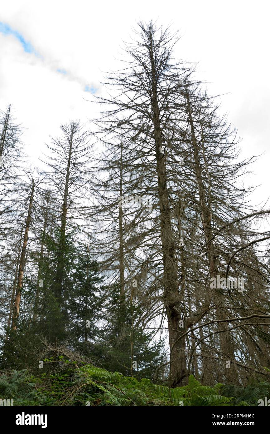 Picea comun hi-res stock photography and images - Alamy