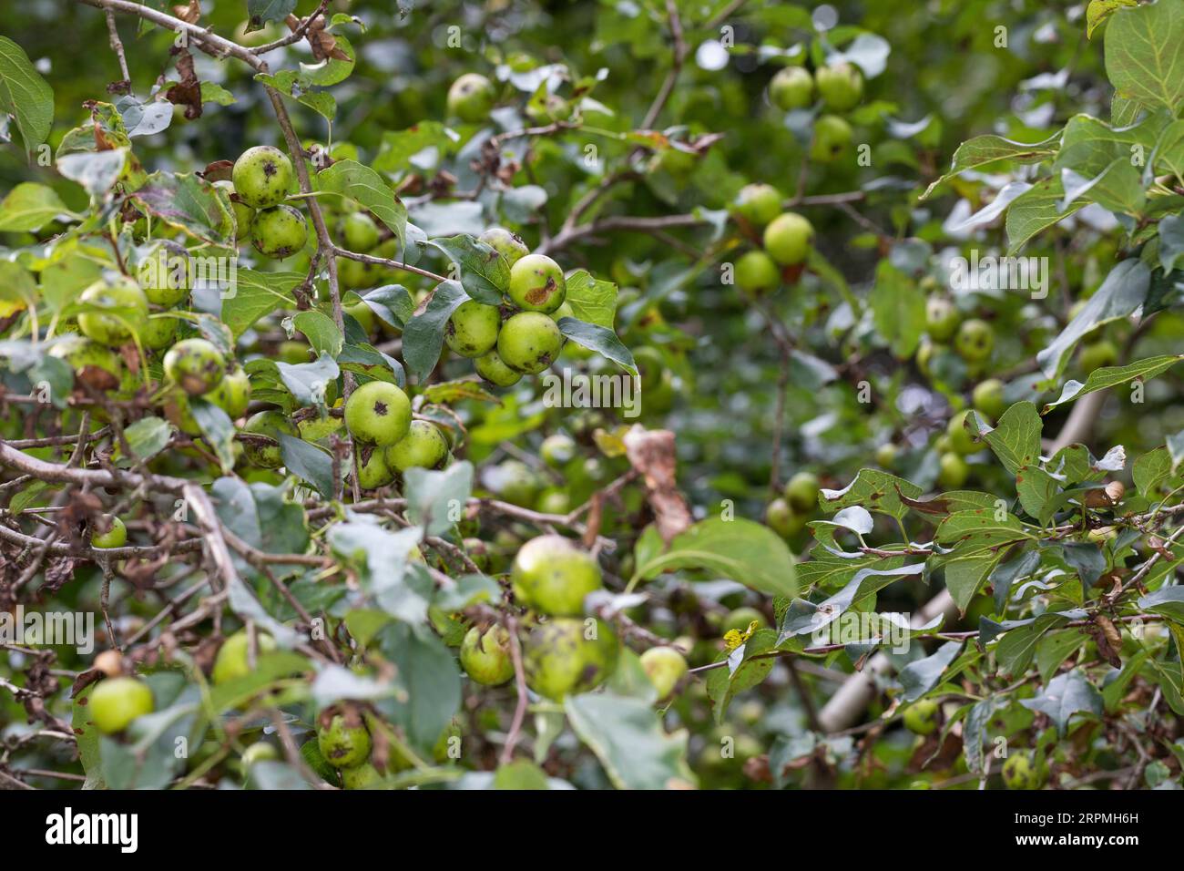 crab apple, wild crab (Malus sylvestris), fruits on a branch, Germany ...