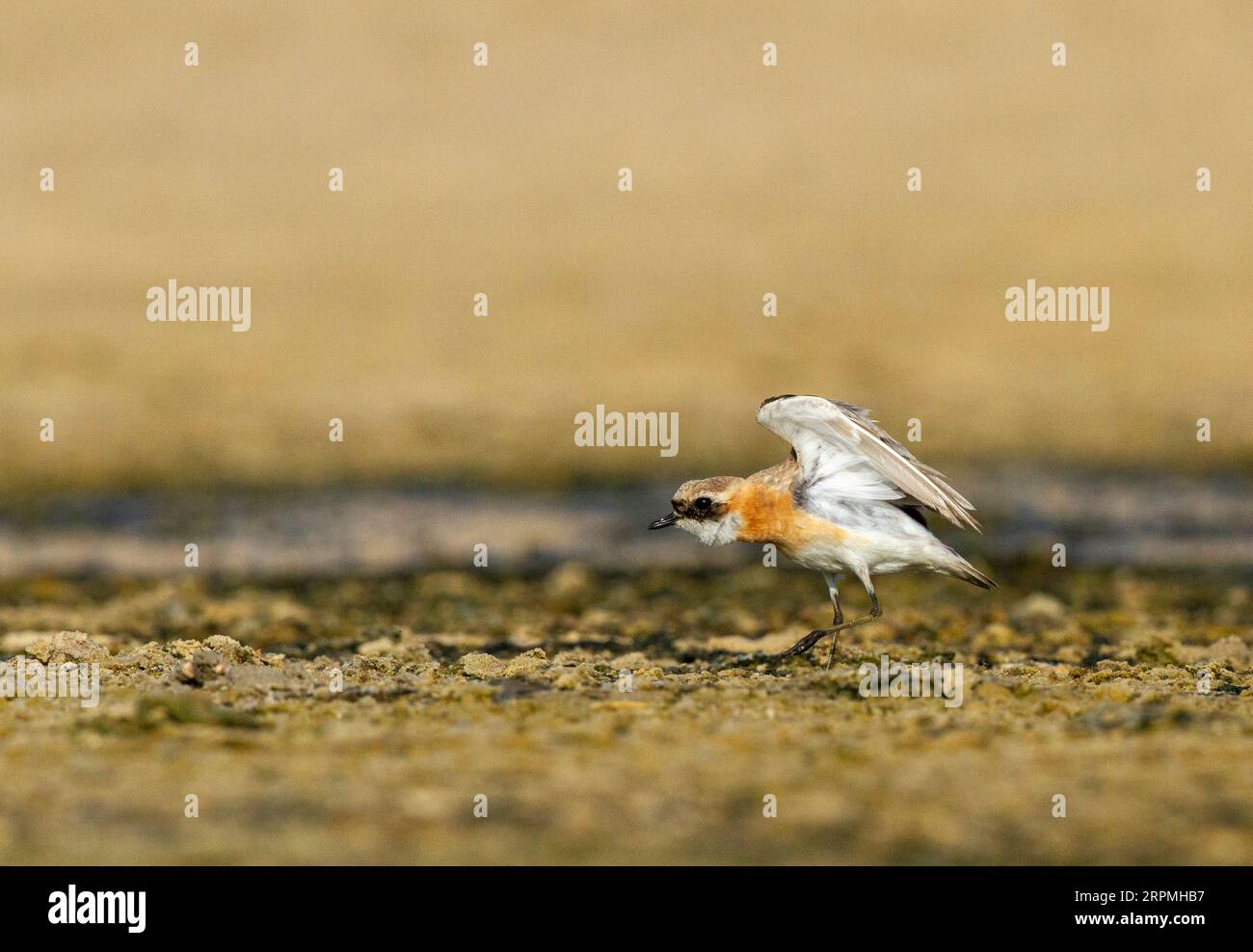 Tibet sand plovers hi-res stock photography and images - Alamy