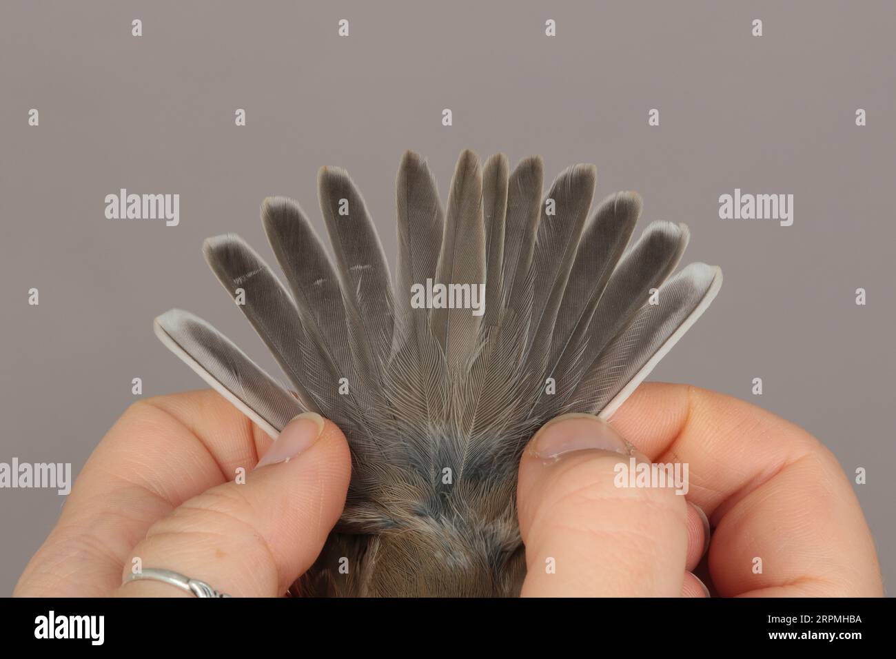 Lesser whitethroat (Sylvia curruca, Curruca curruca), caught bird in ...