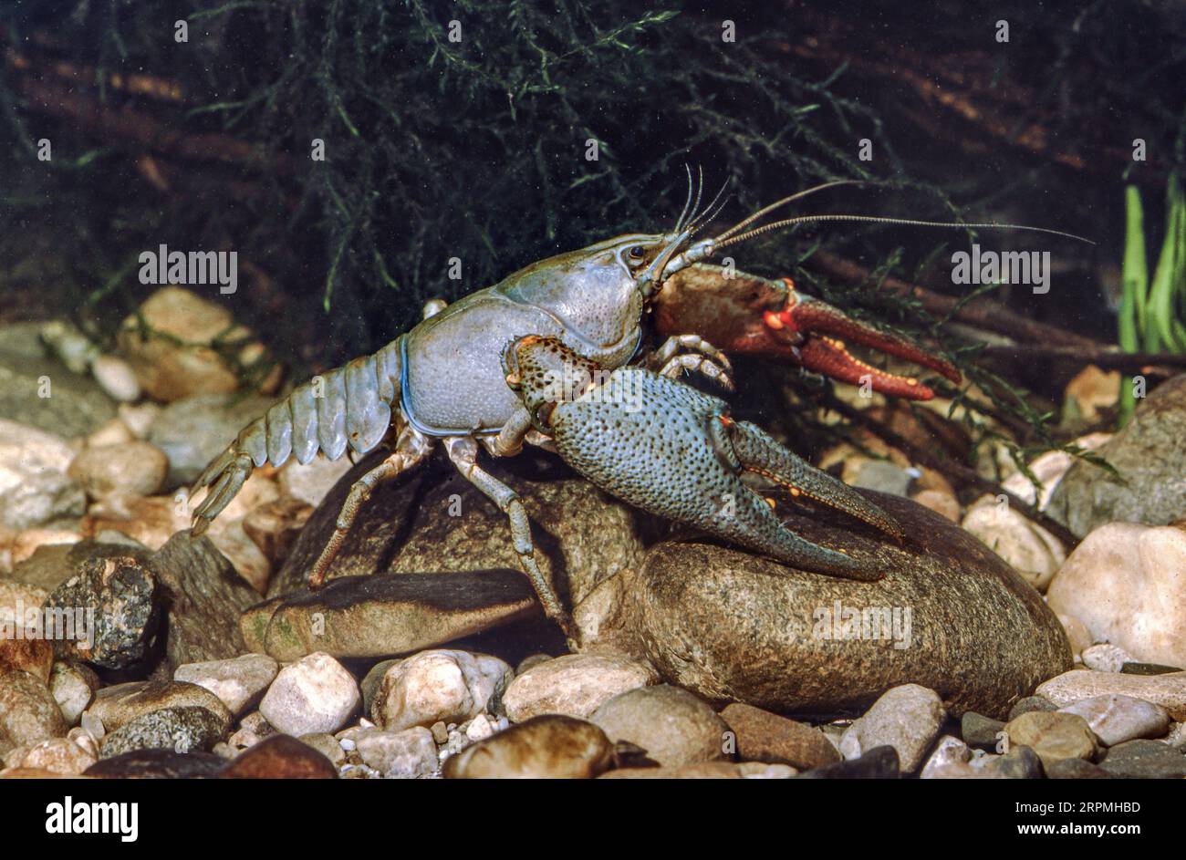 European crayfish, Noble crayfish, Broad-fingered crayfish (Astacus ...