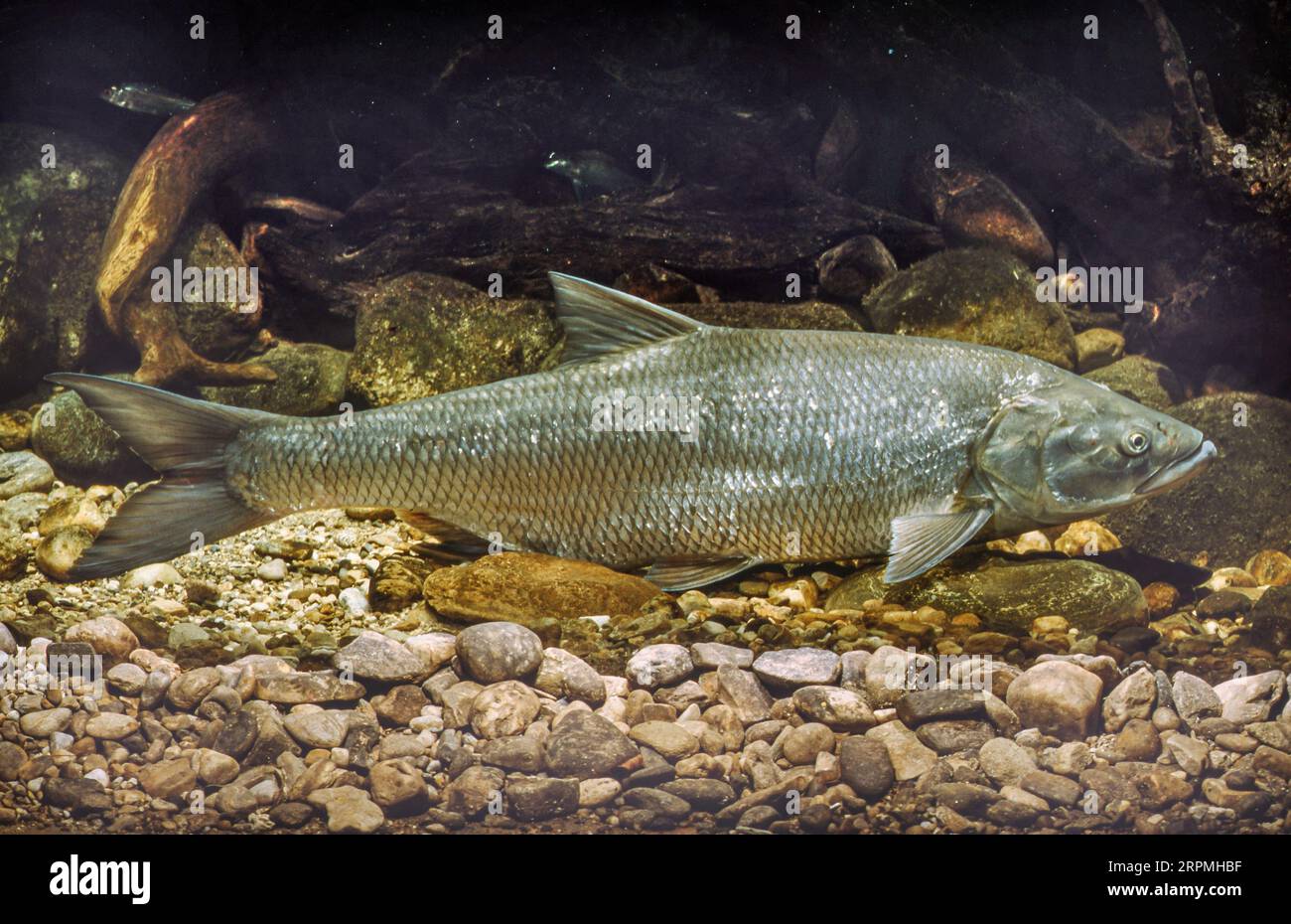 asp (Aspius aspius, Leuciscus aspius), side view Stock Photo - Alamy